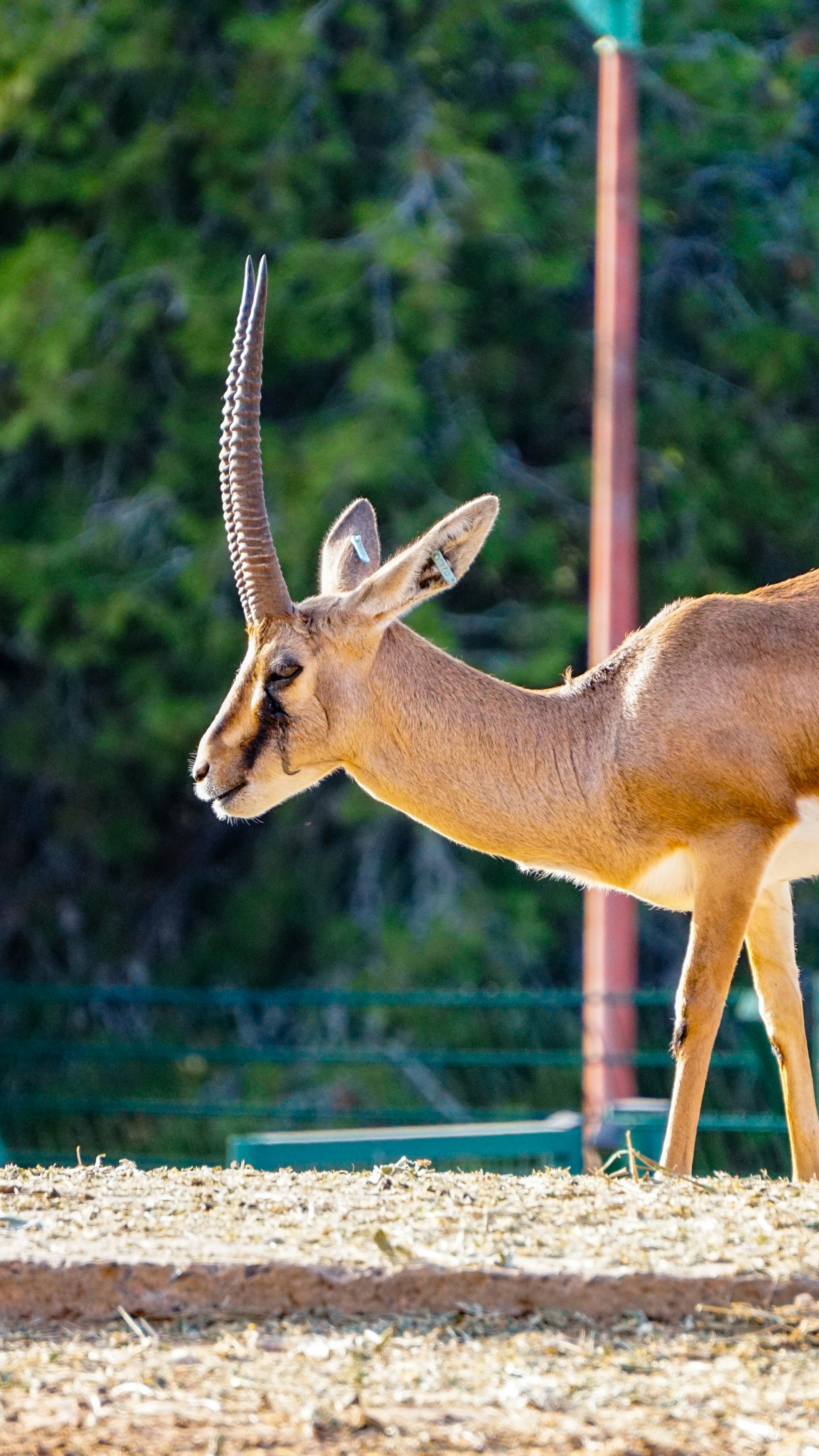 Graceful Gaze: An Antelope in Profile Against a Quiet Fenced Vista