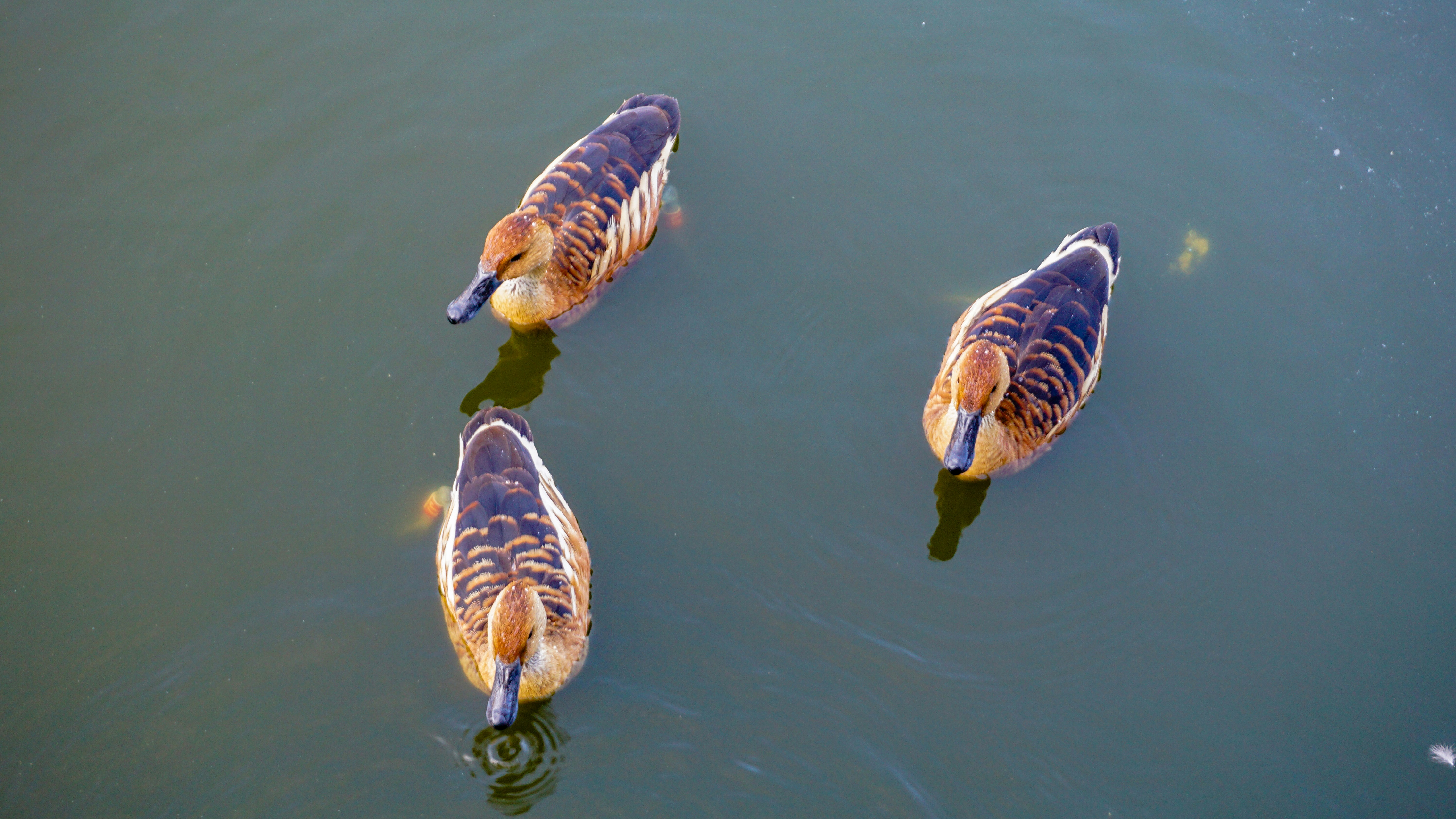 Three Mallards Glide in Quiet Blue-Gray Water