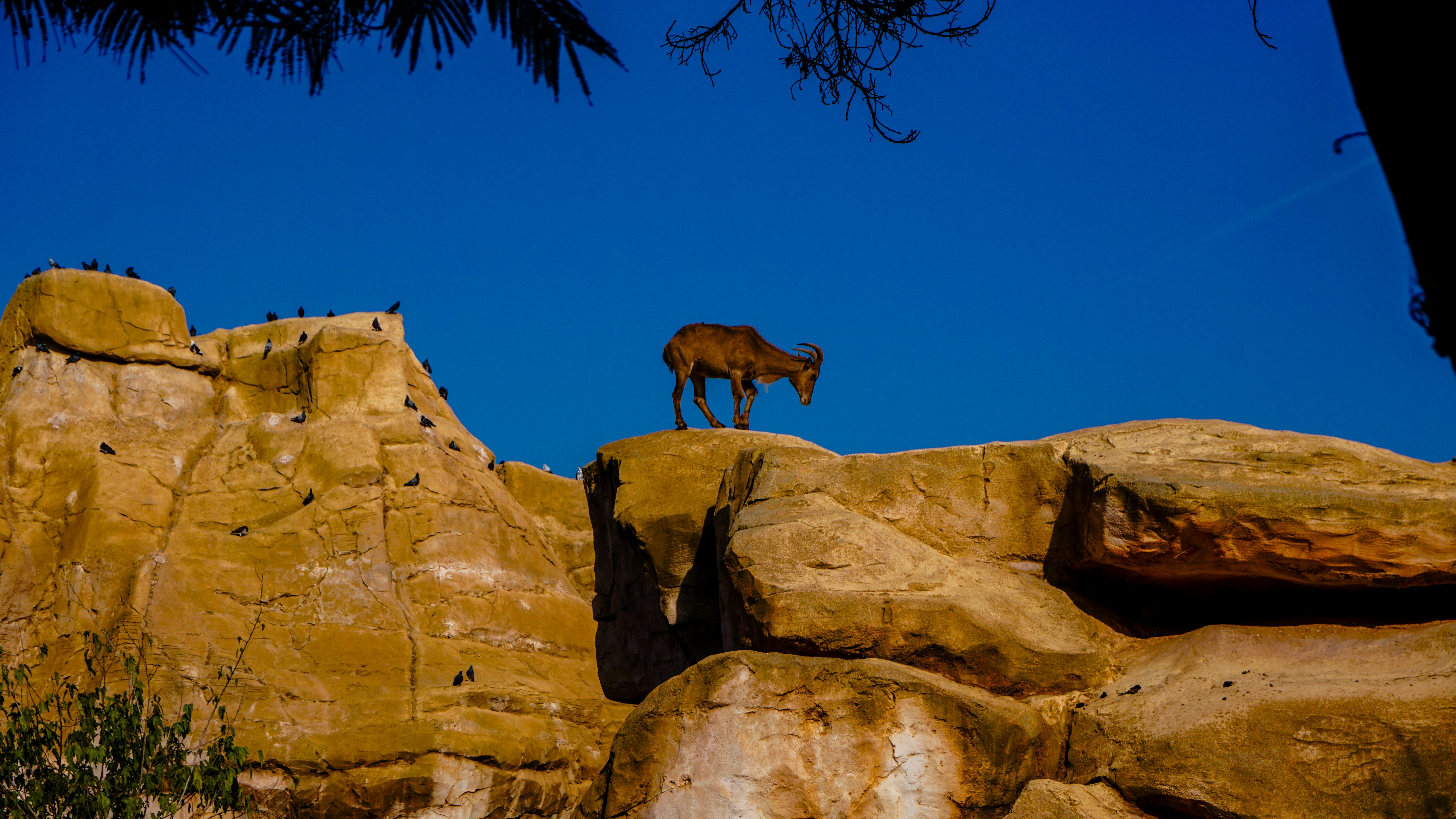 Horsetail on a Golden Cliff
