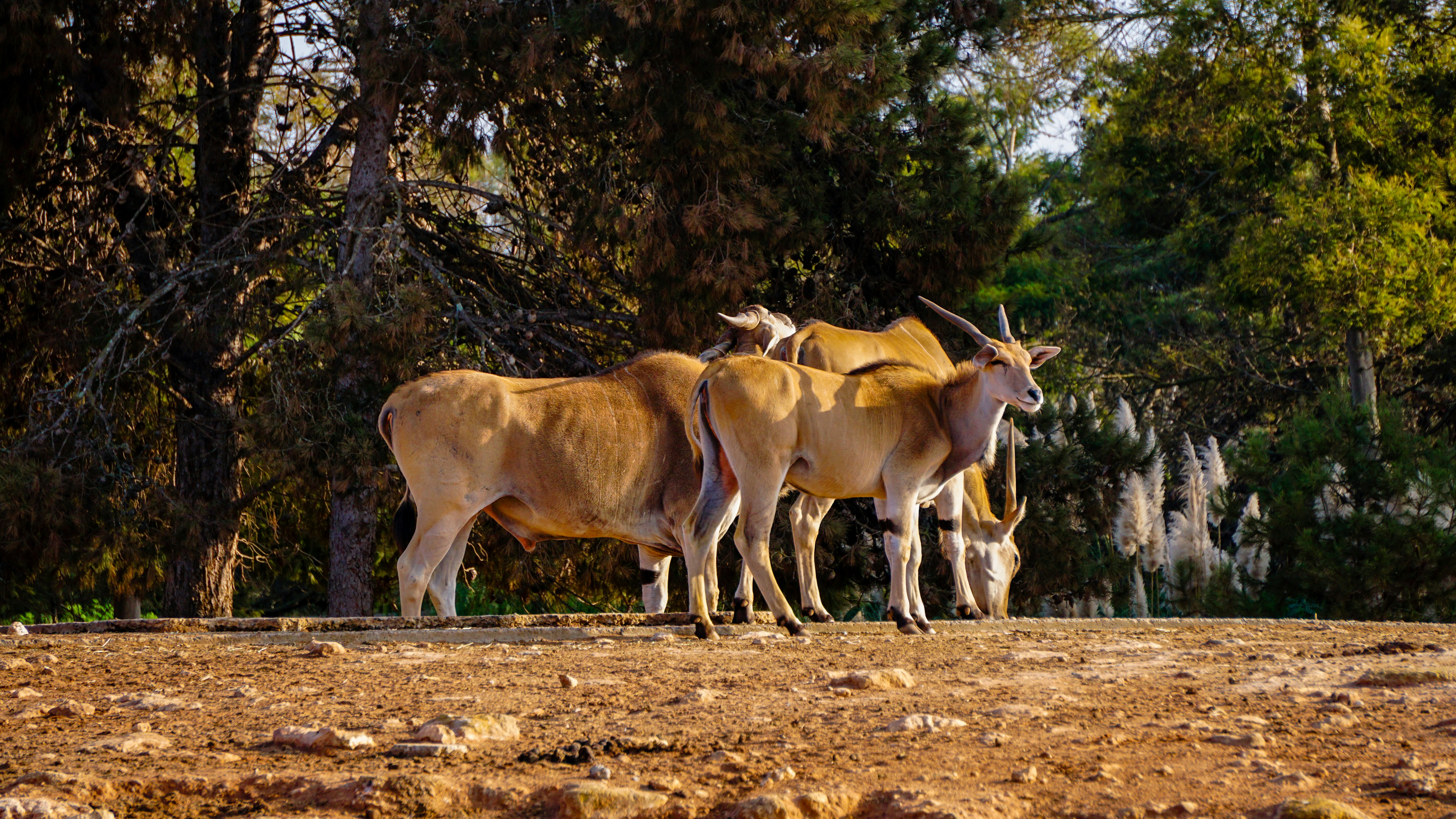 Golden Herd Beneath Dappled Pines