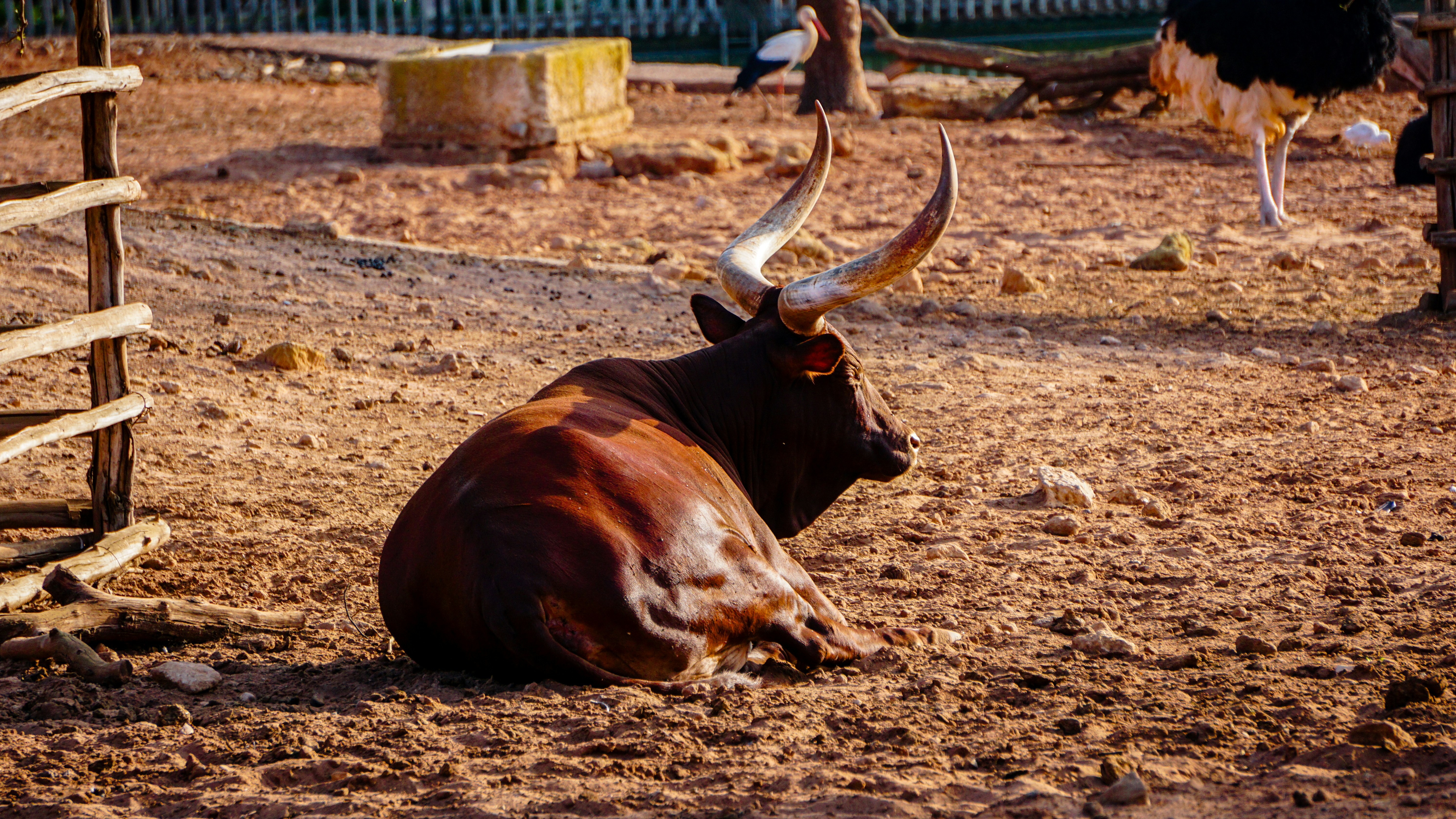Brown bull resting on dusty ground inside a fenced paddock; long horns curve upward as other animals stand in the background. The scene emphasizes stillness and rural enclosure.