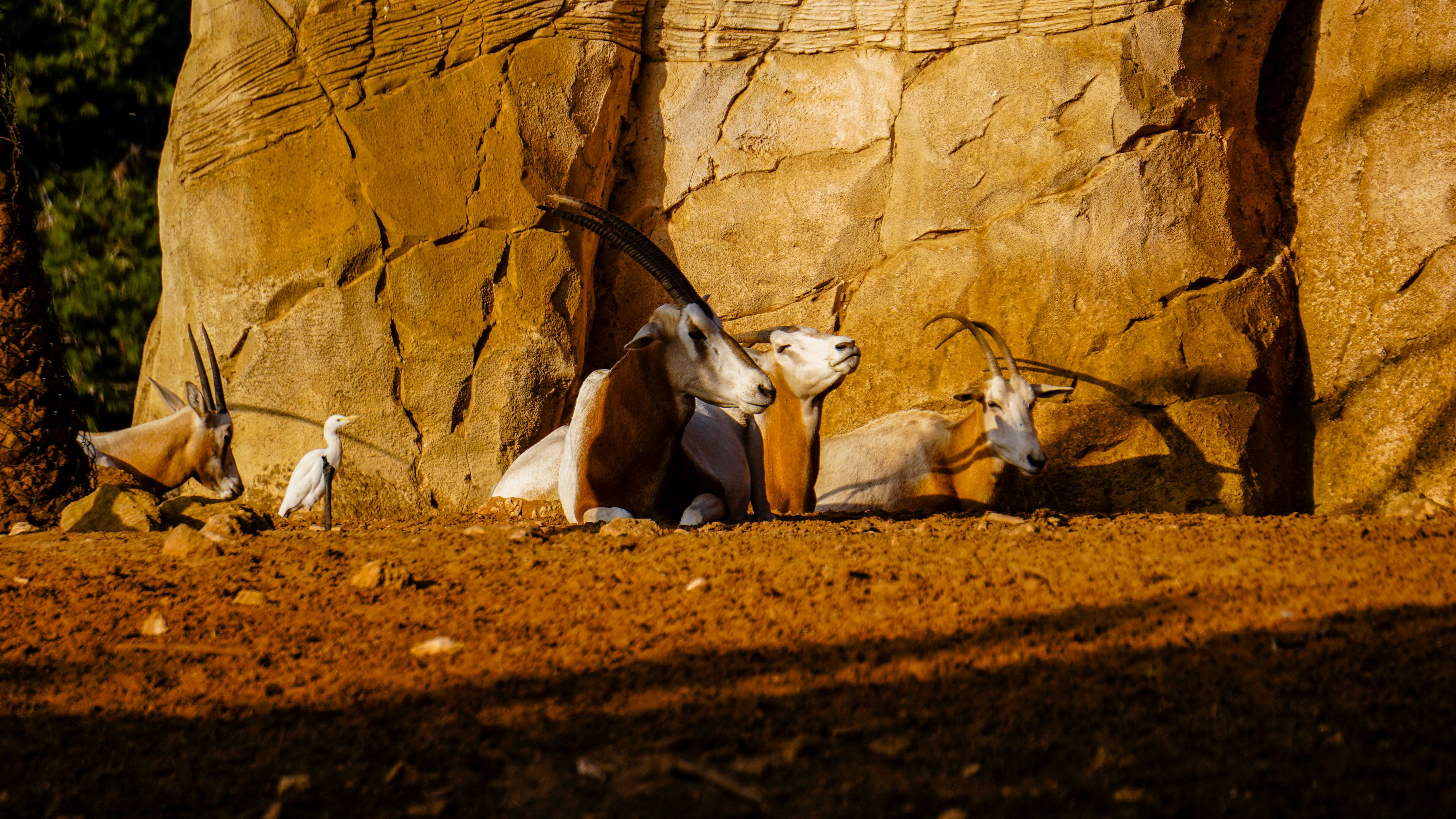 Herd of Nubian Ibexes at the Edge of a Sunlit Cliff