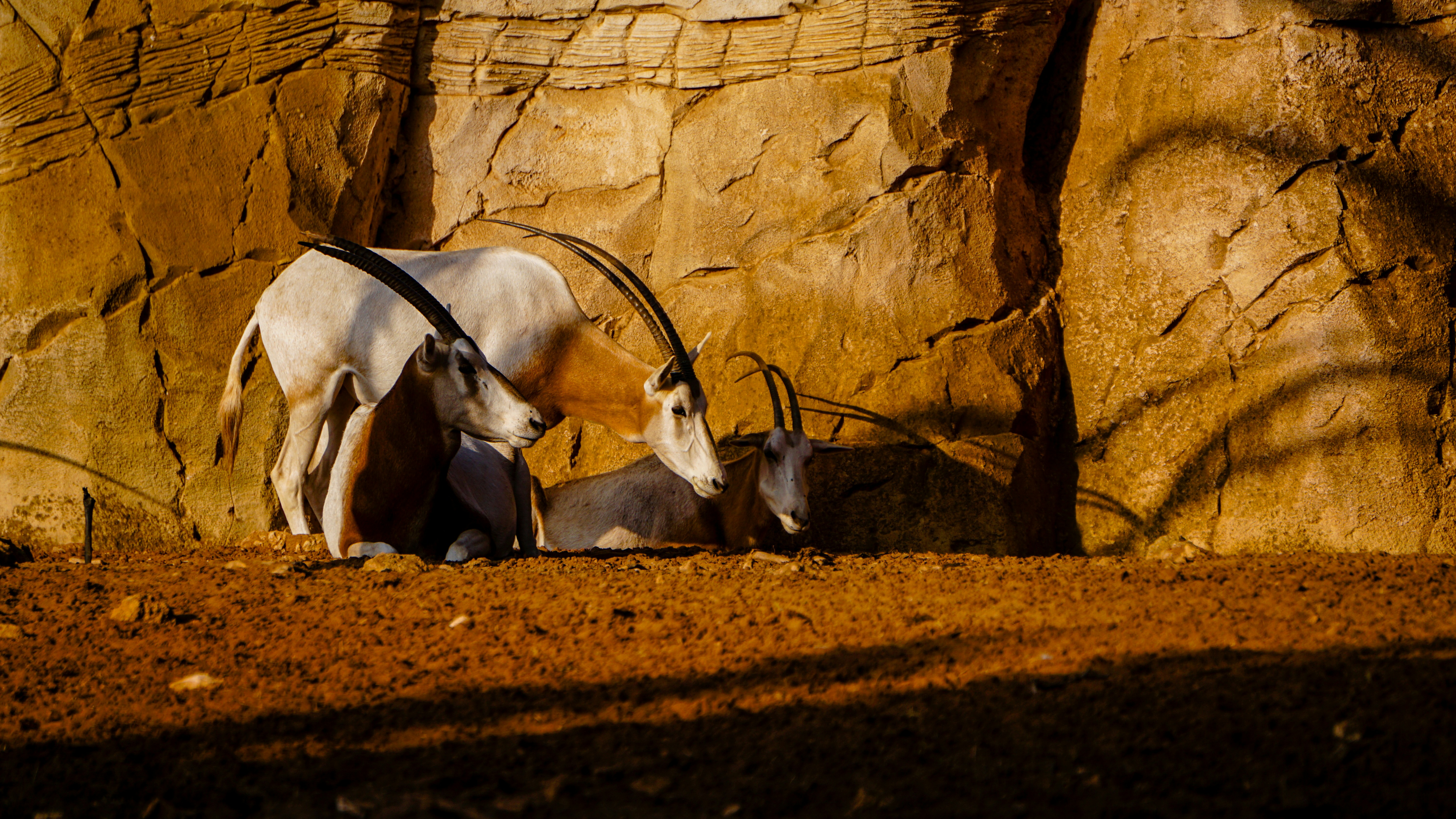 Herding Shadows: Two goats beneath a sunlit cliff