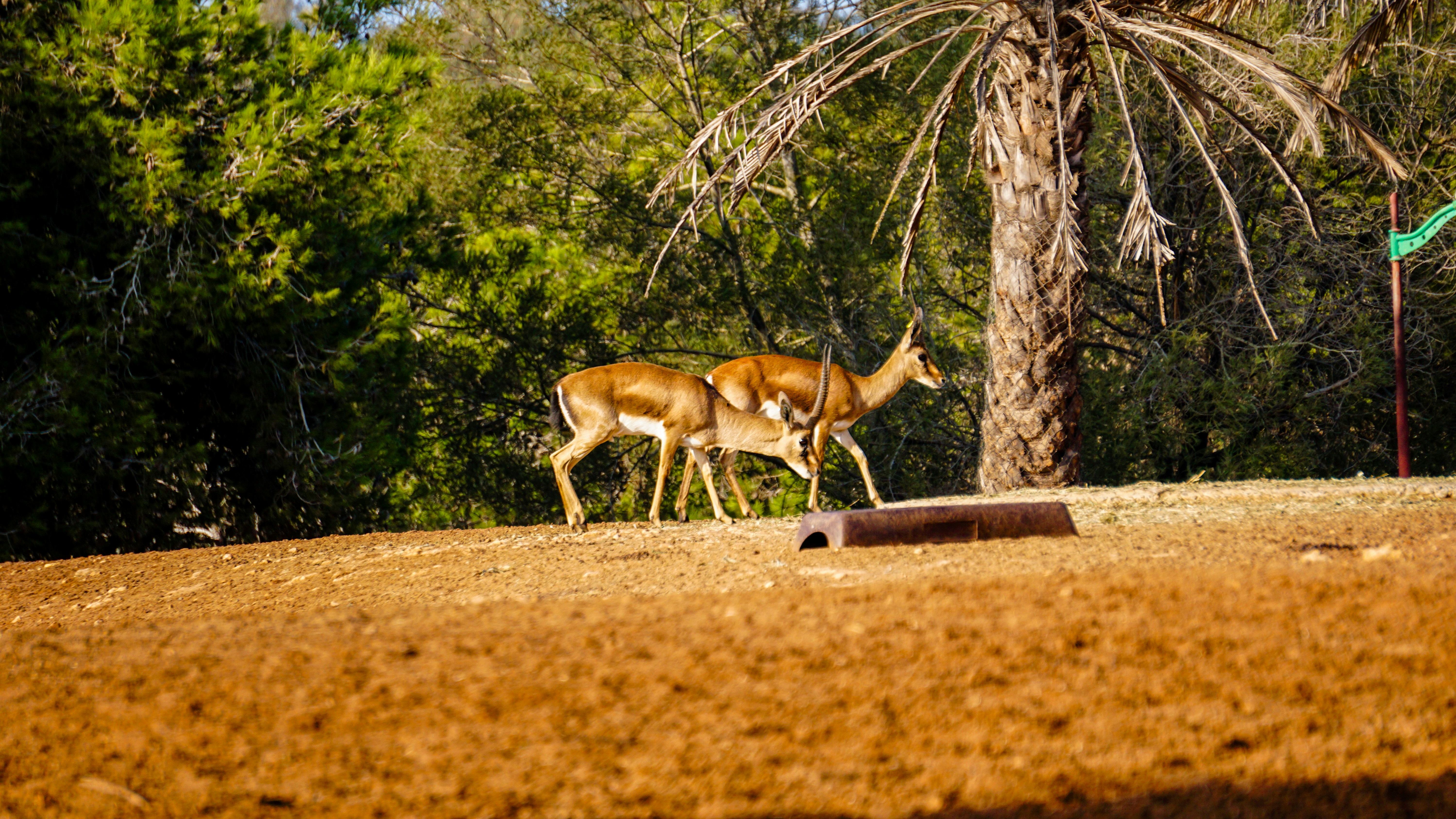 Two Antelope at the Edge of Dappled Light