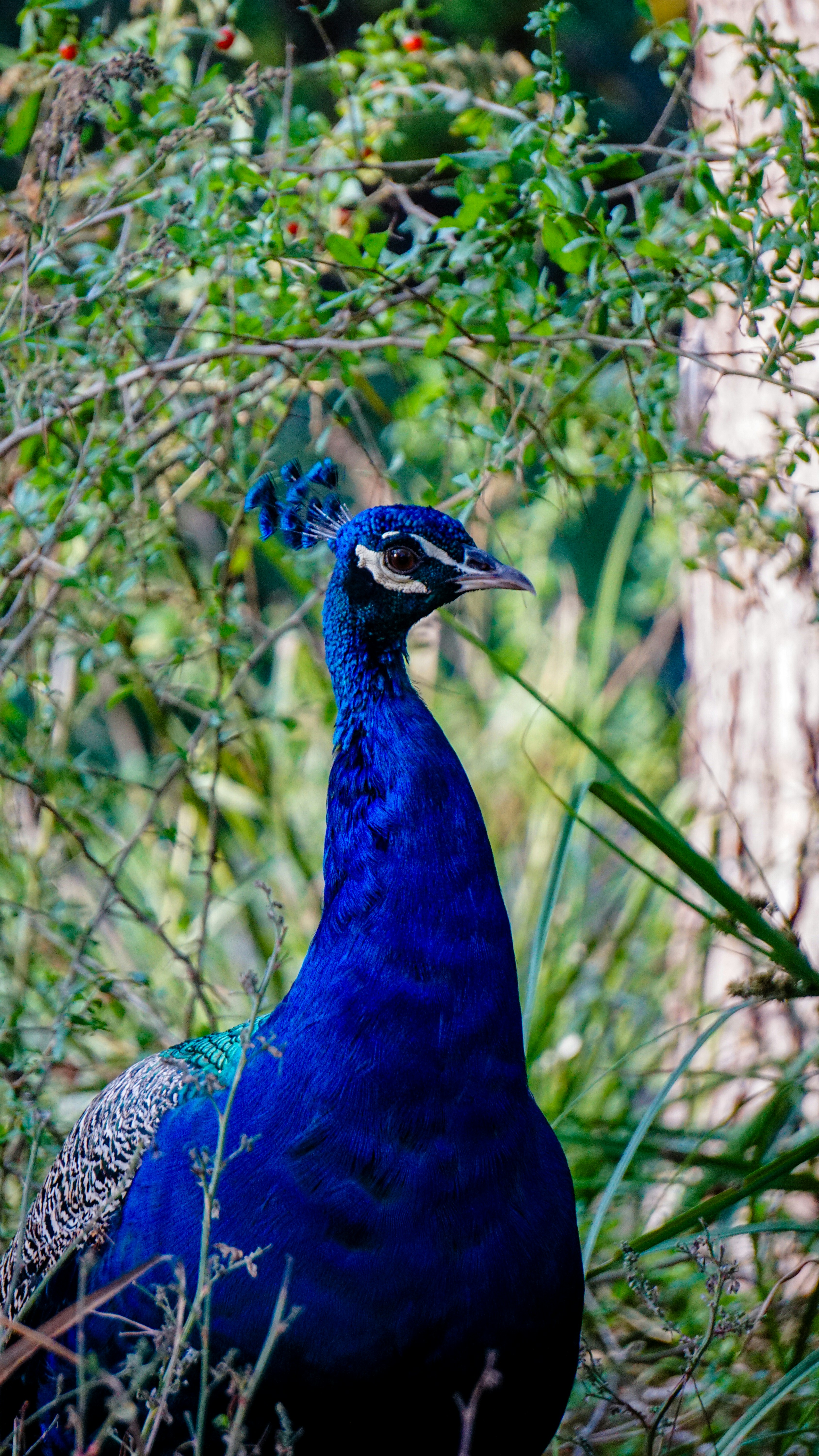 Azure Crowned Monarch in Verdant Burrow