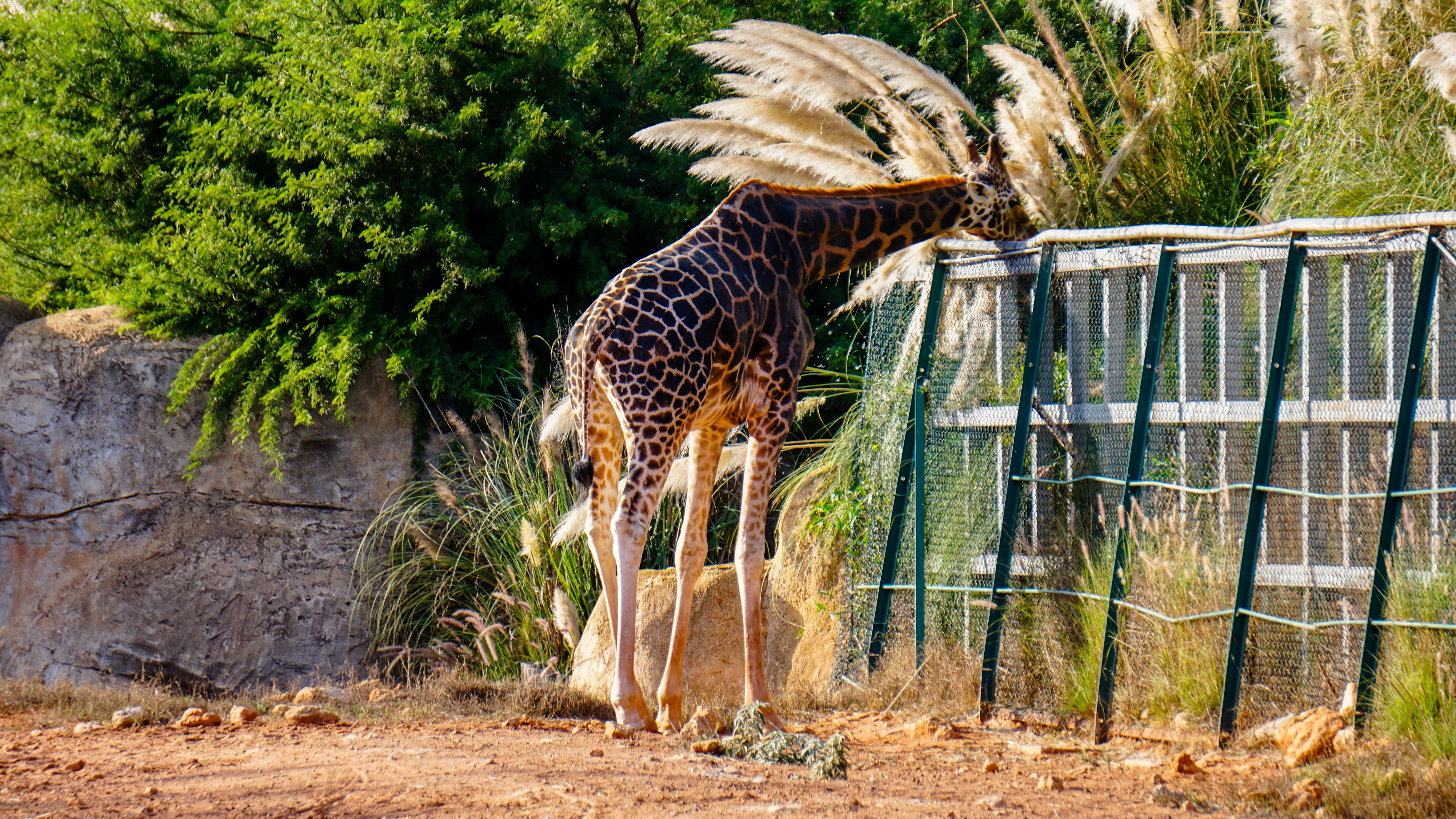 Giraffe at the Fence: Quiet Grazing by Sunlit Dry Ground