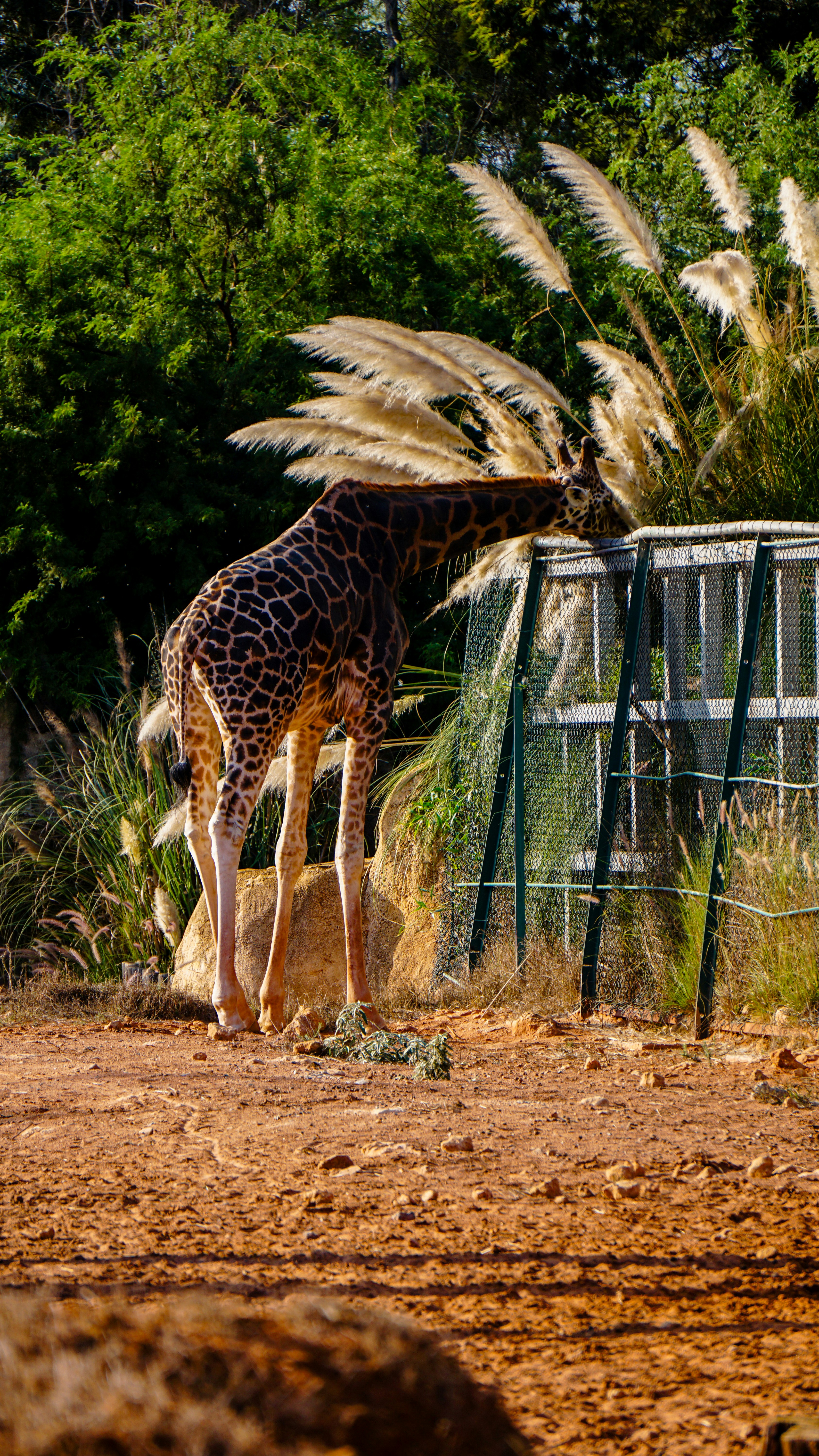 Giraffe at the Fence: Sunlit Landscape and Tall Grasses