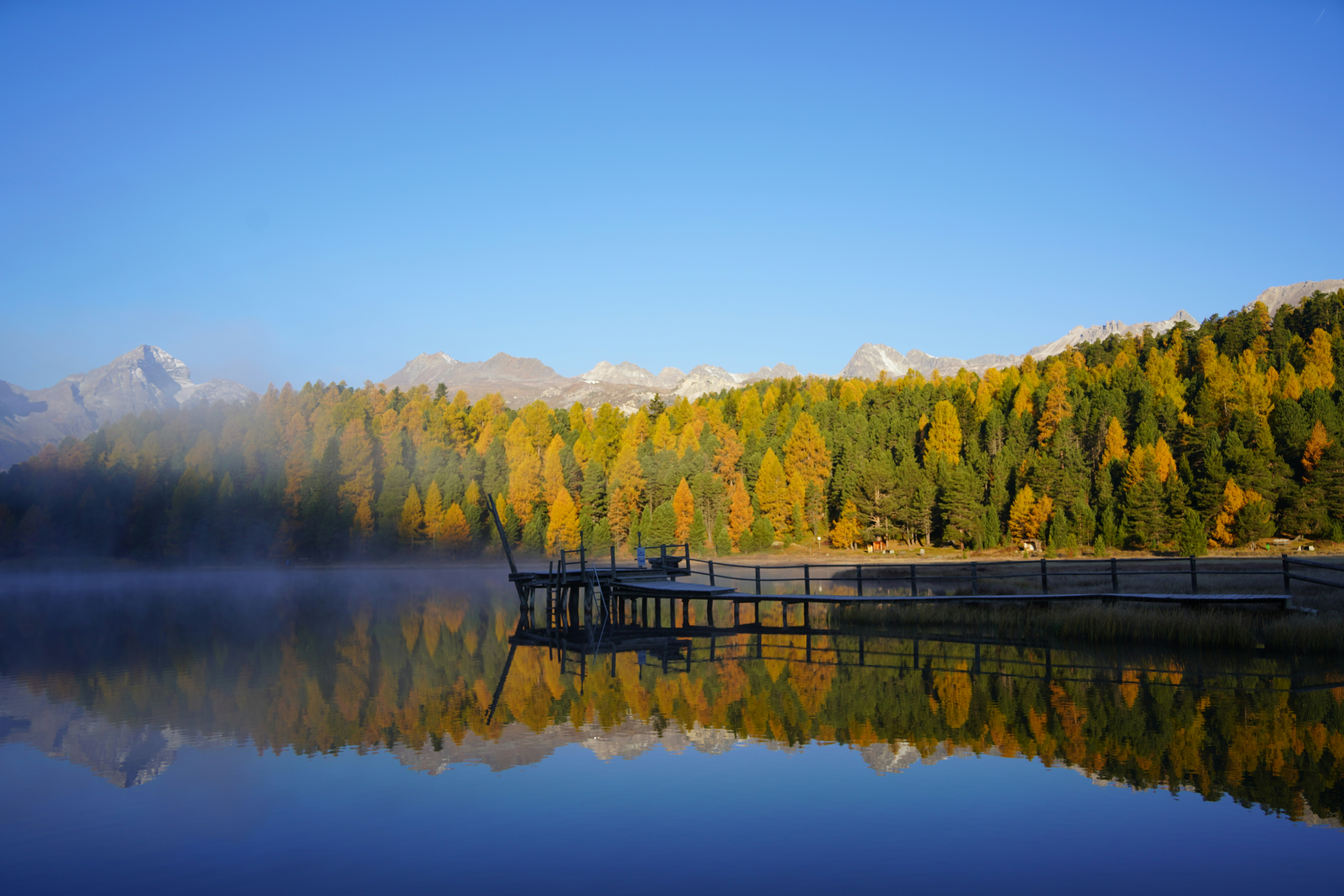 Autumn Silence: A Lakefront Mirror Amid Golden Pines