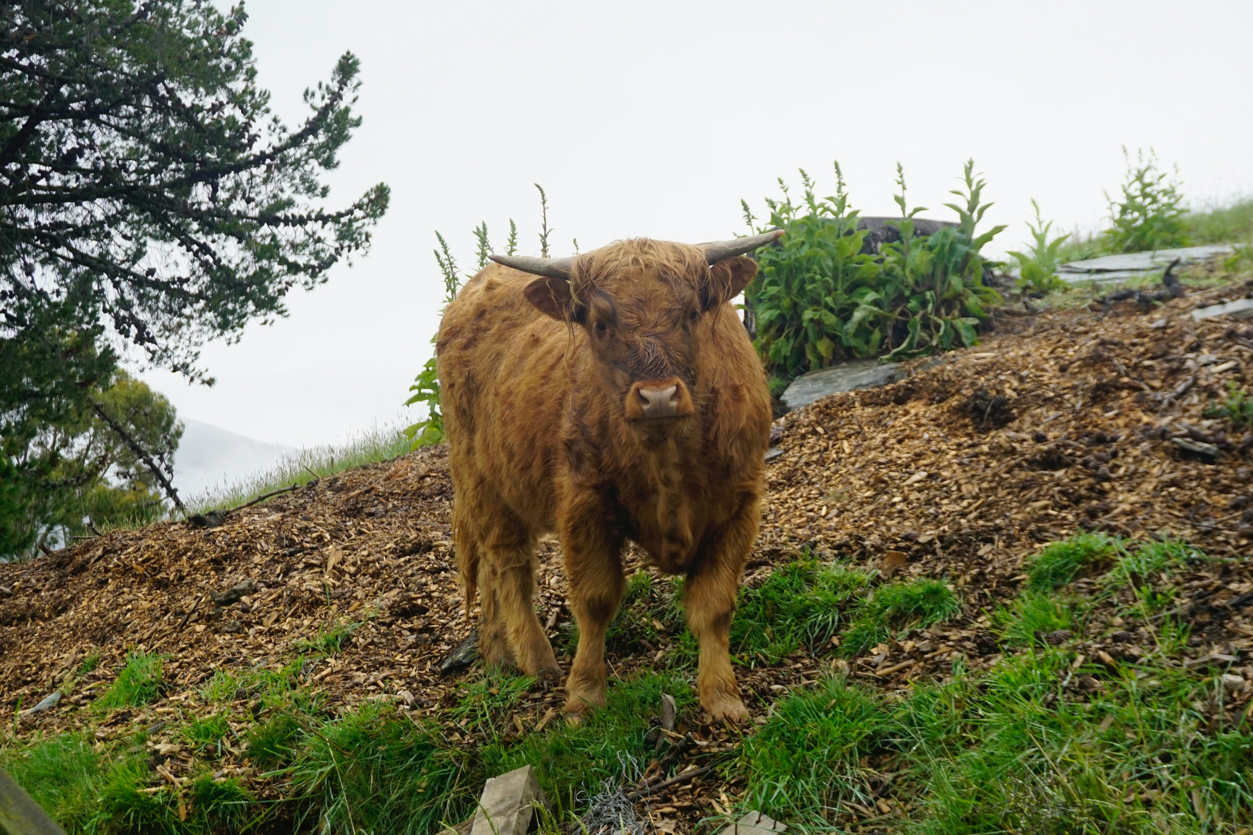Stoic Highland Bull: A Curious Stare Along the Rough Trail