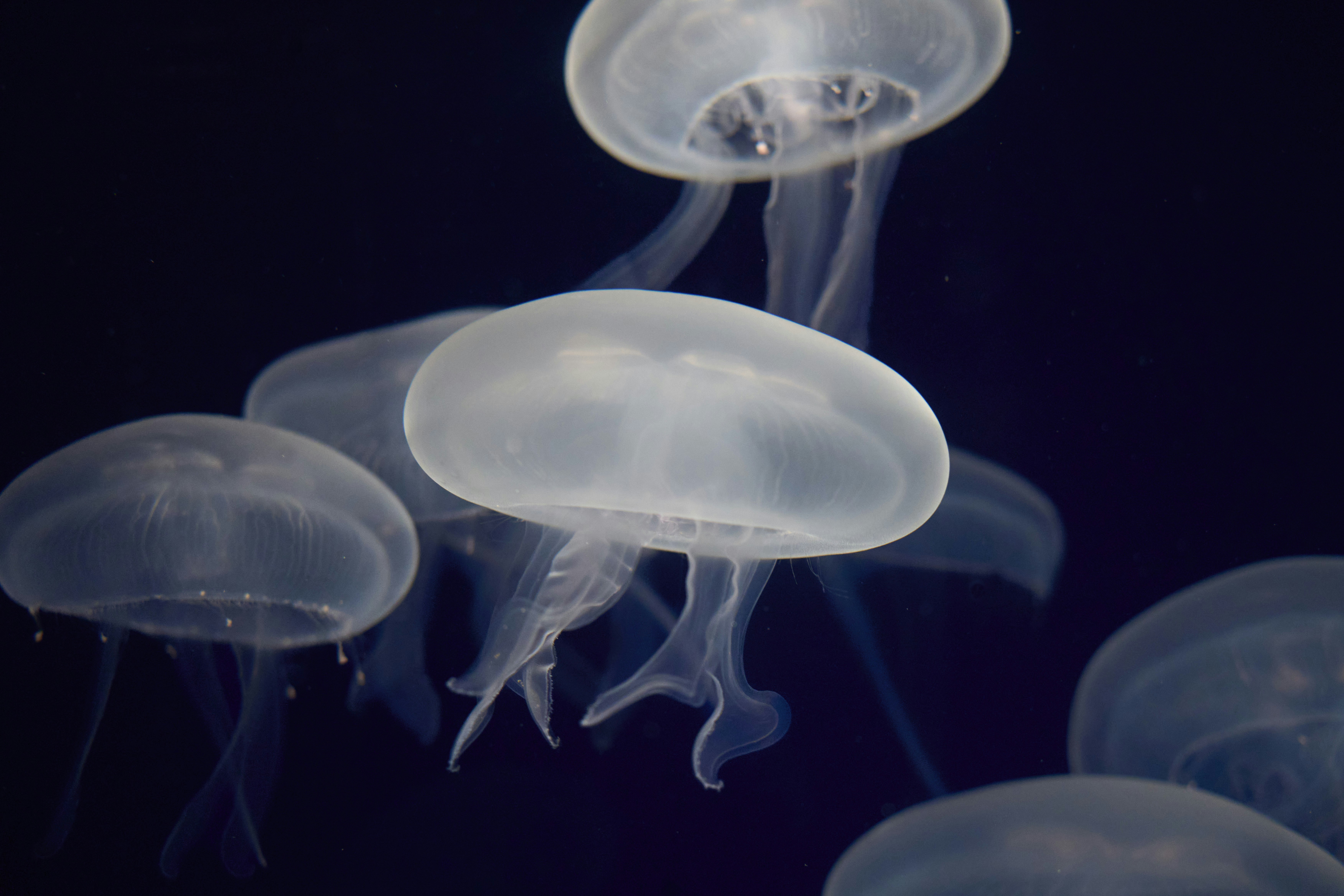 Photo by Wolfgang Hasselmann with Sony Alpha 7 IV