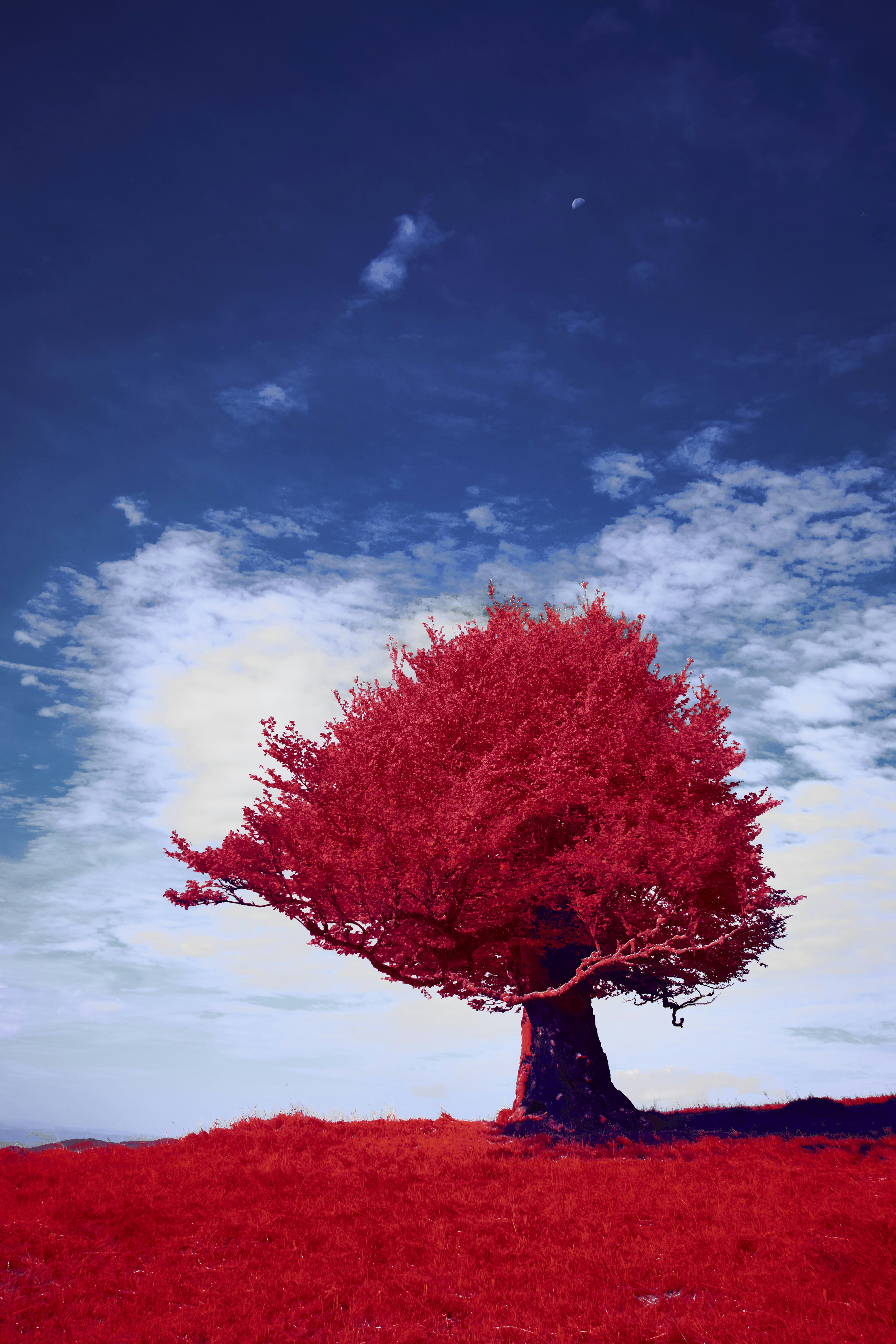 Photo by Wolfgang Hasselmann with Sony Alpha 7 IV