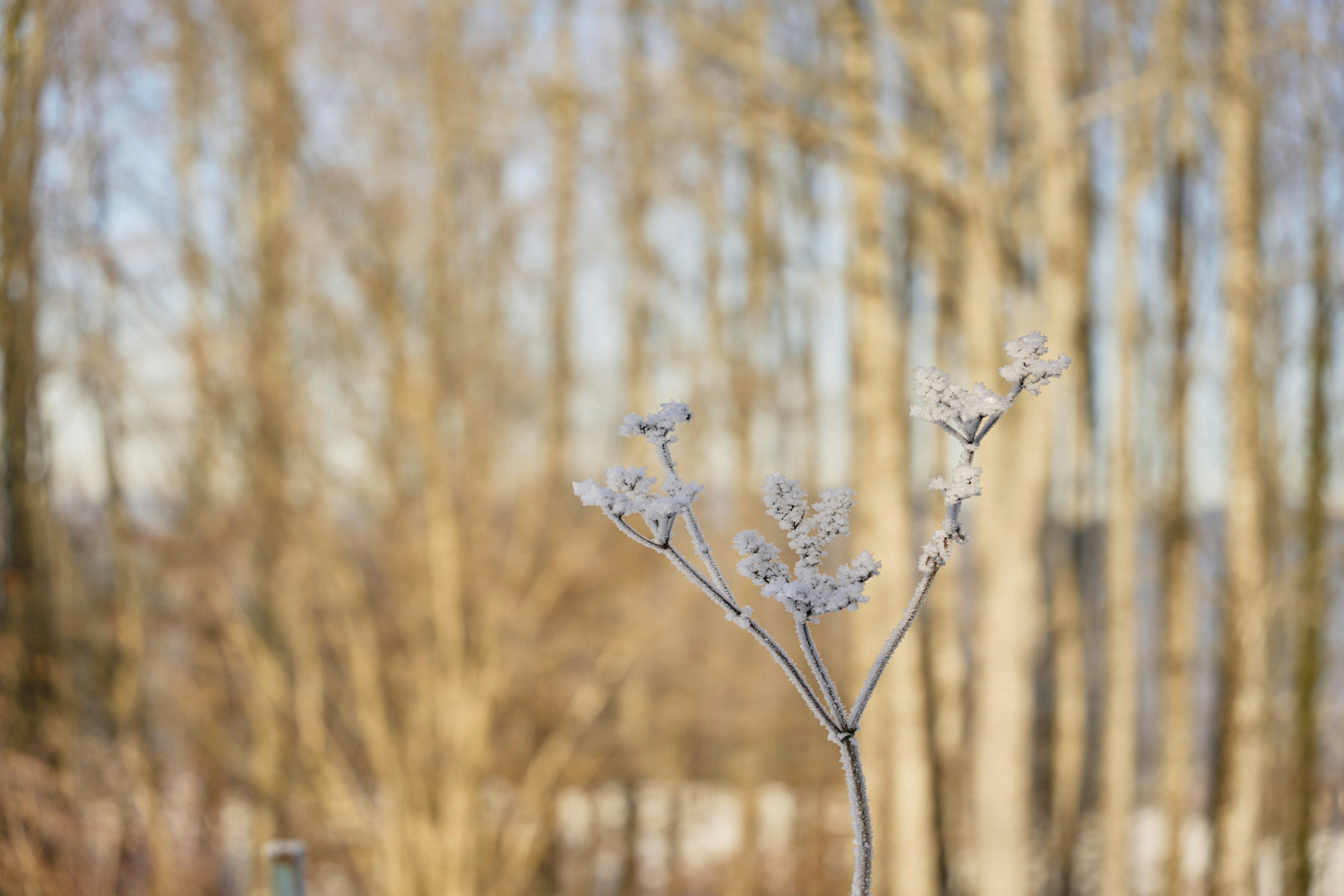 Frosted Stem in a Quiet Winter Glade