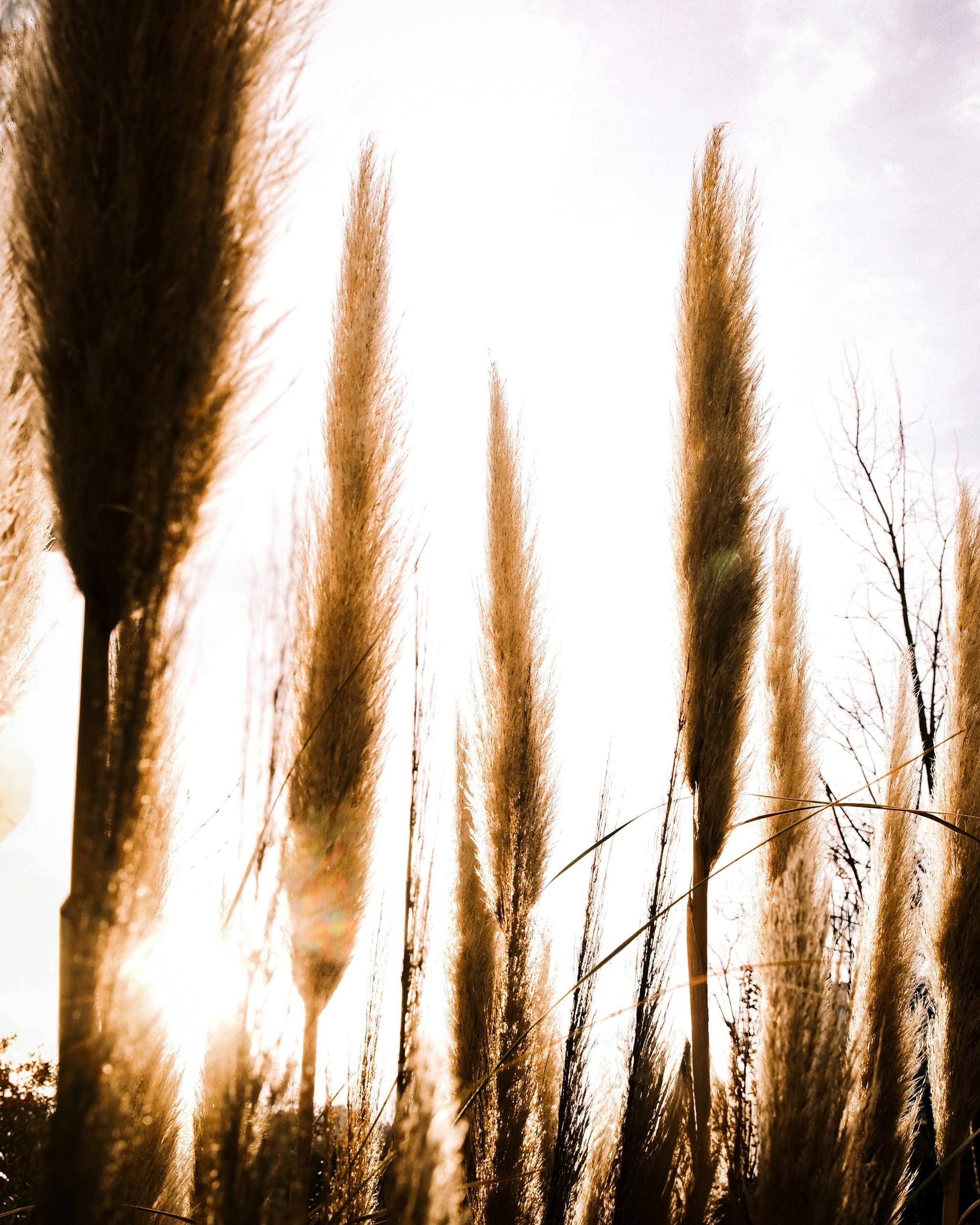 Backlit pampas grass glowing in the warm afternoon sun.