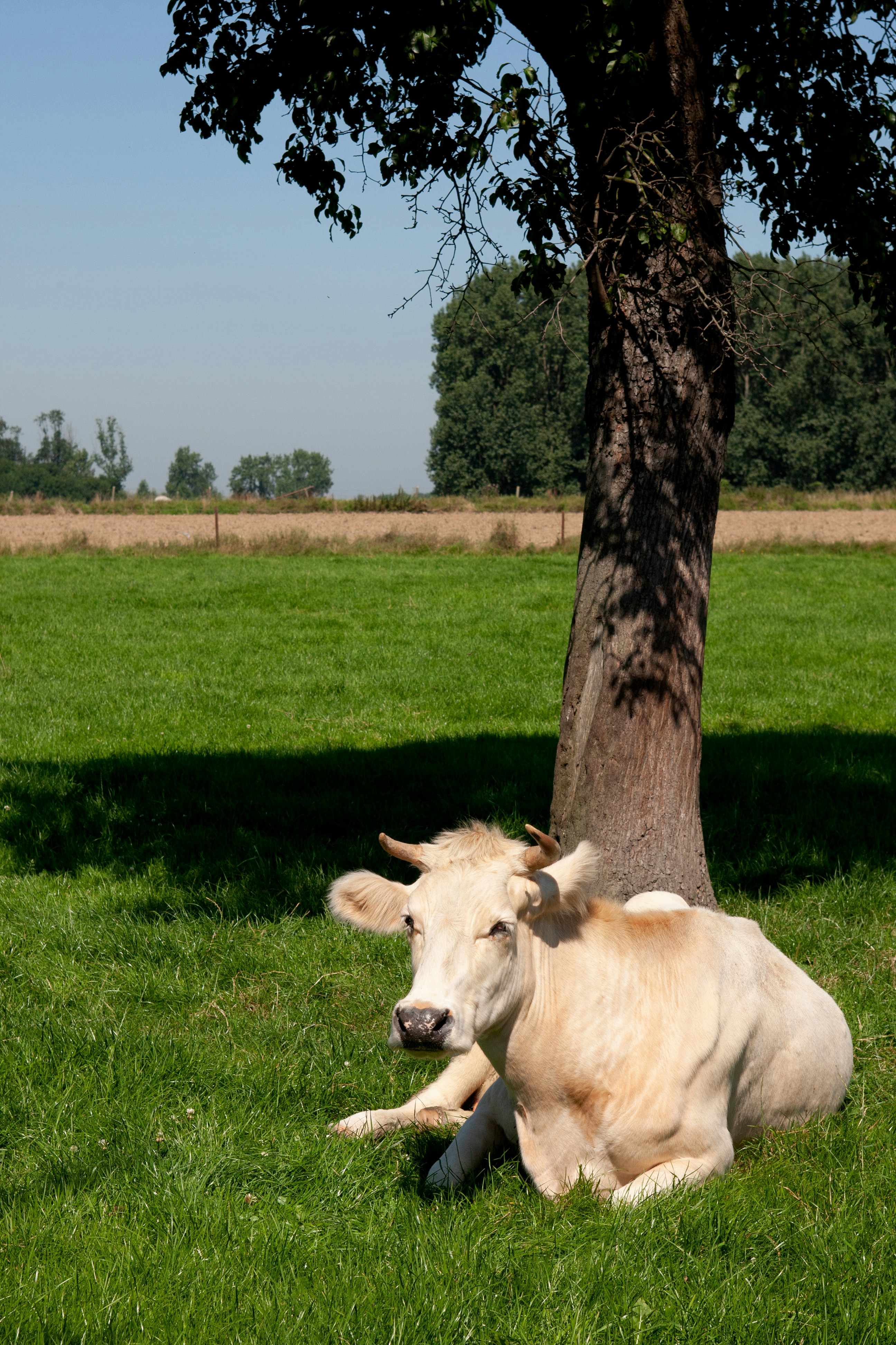A peaceful light-colored cow lounges in the dappled shade of a large tree in a vibrant green meadow on a bright sunny day, with a rural landscape stretching beyond.