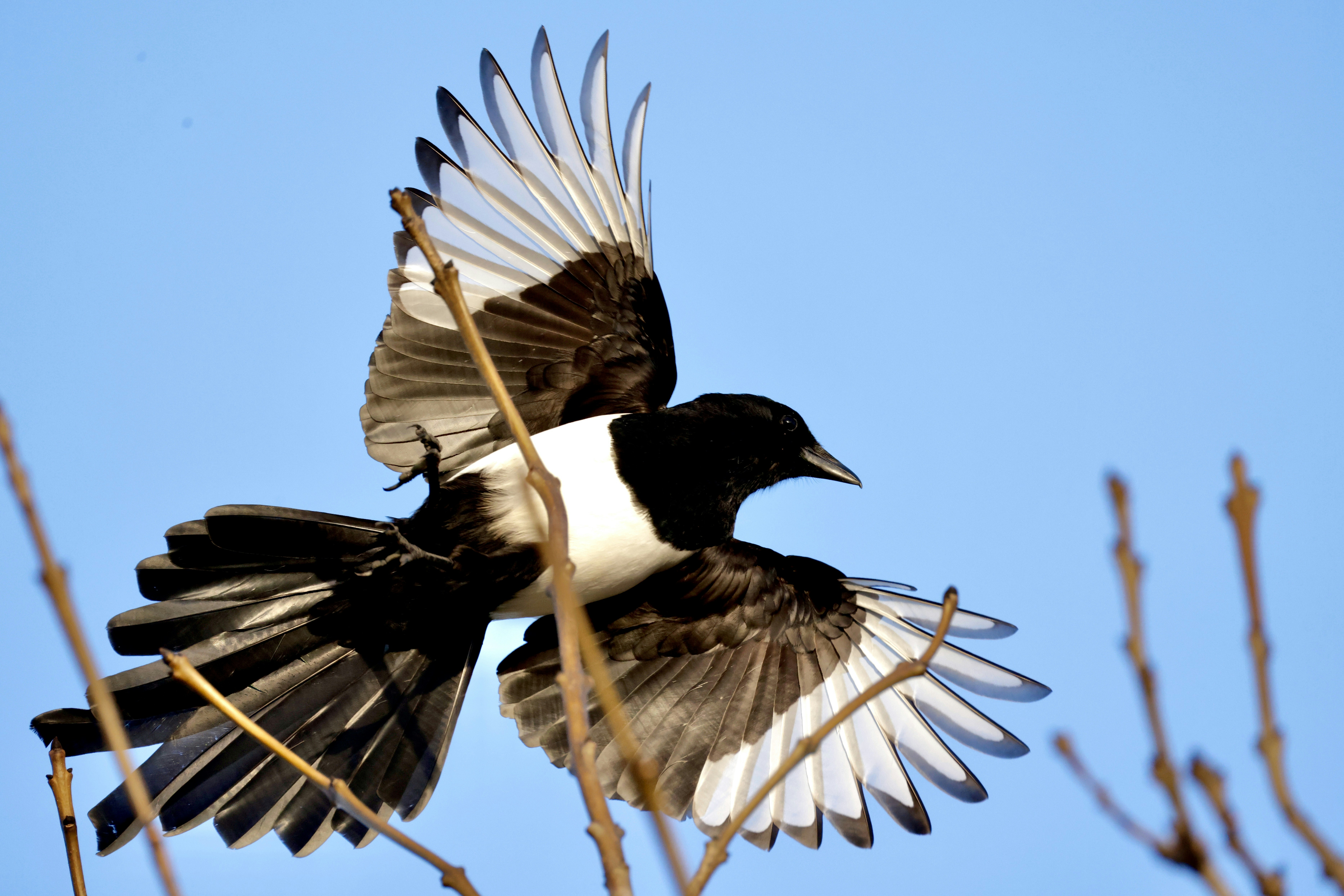 Magpie in flight