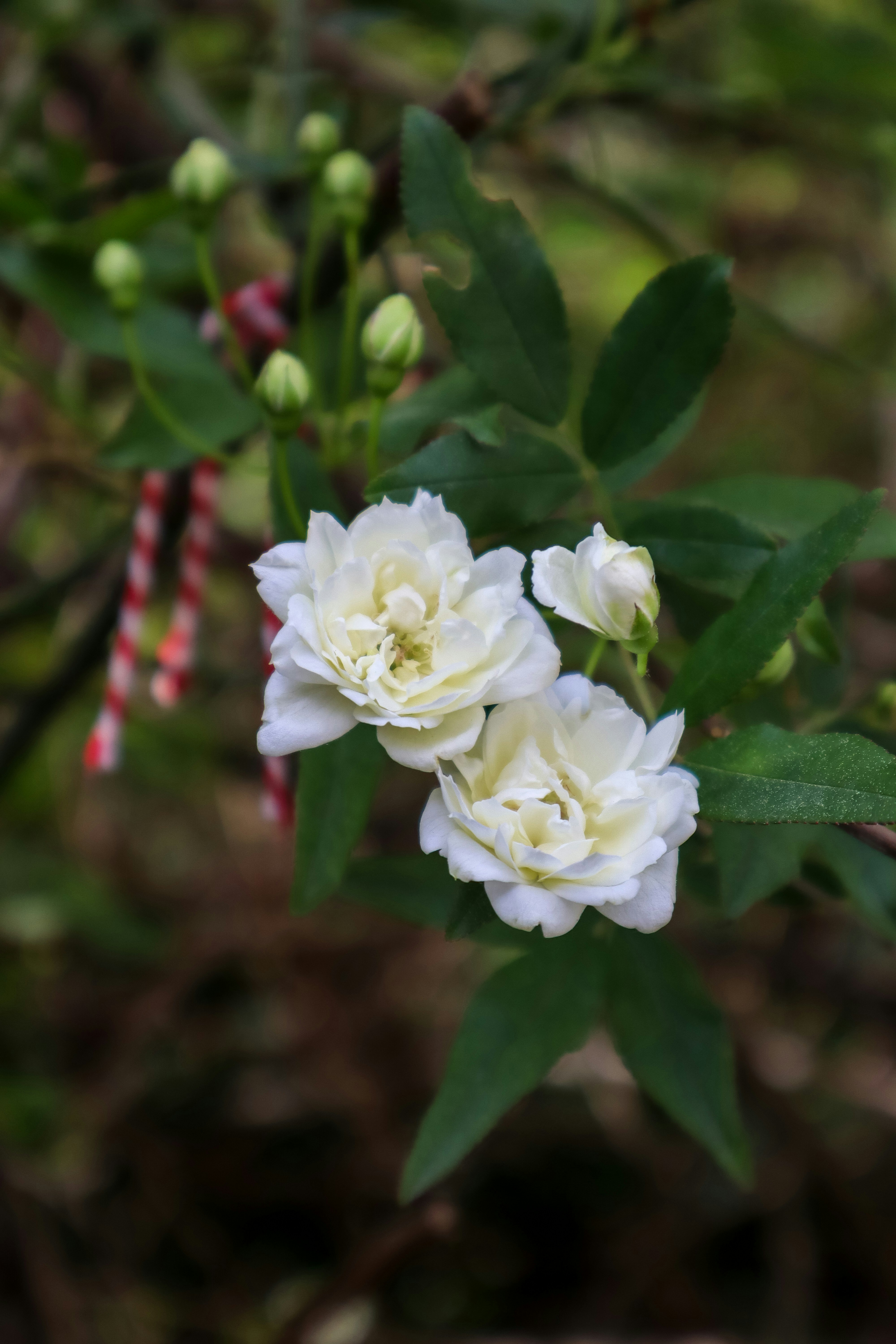 White roses in soft focus garden glow