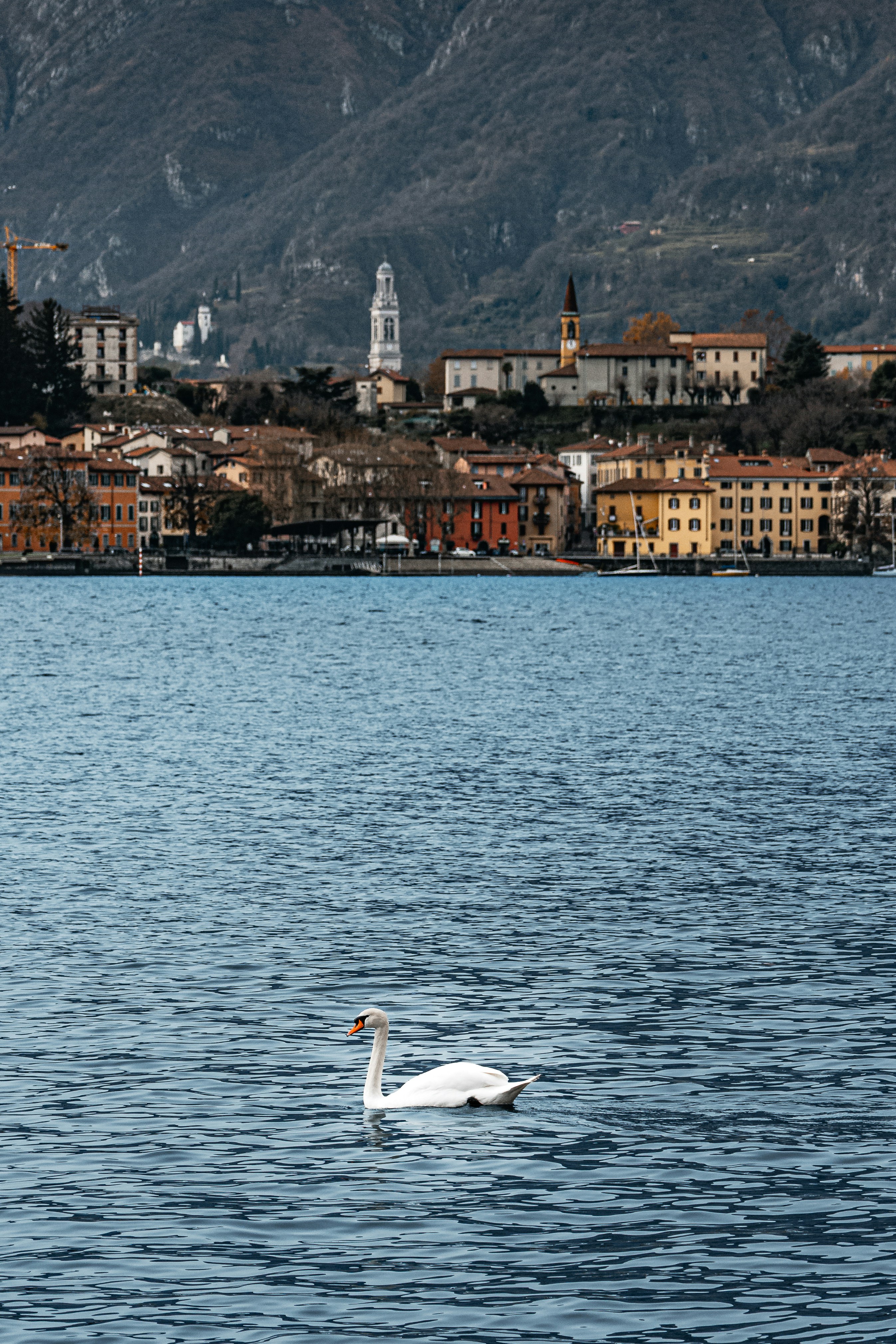 Lone Swan Over a Quiet Lakefront Town