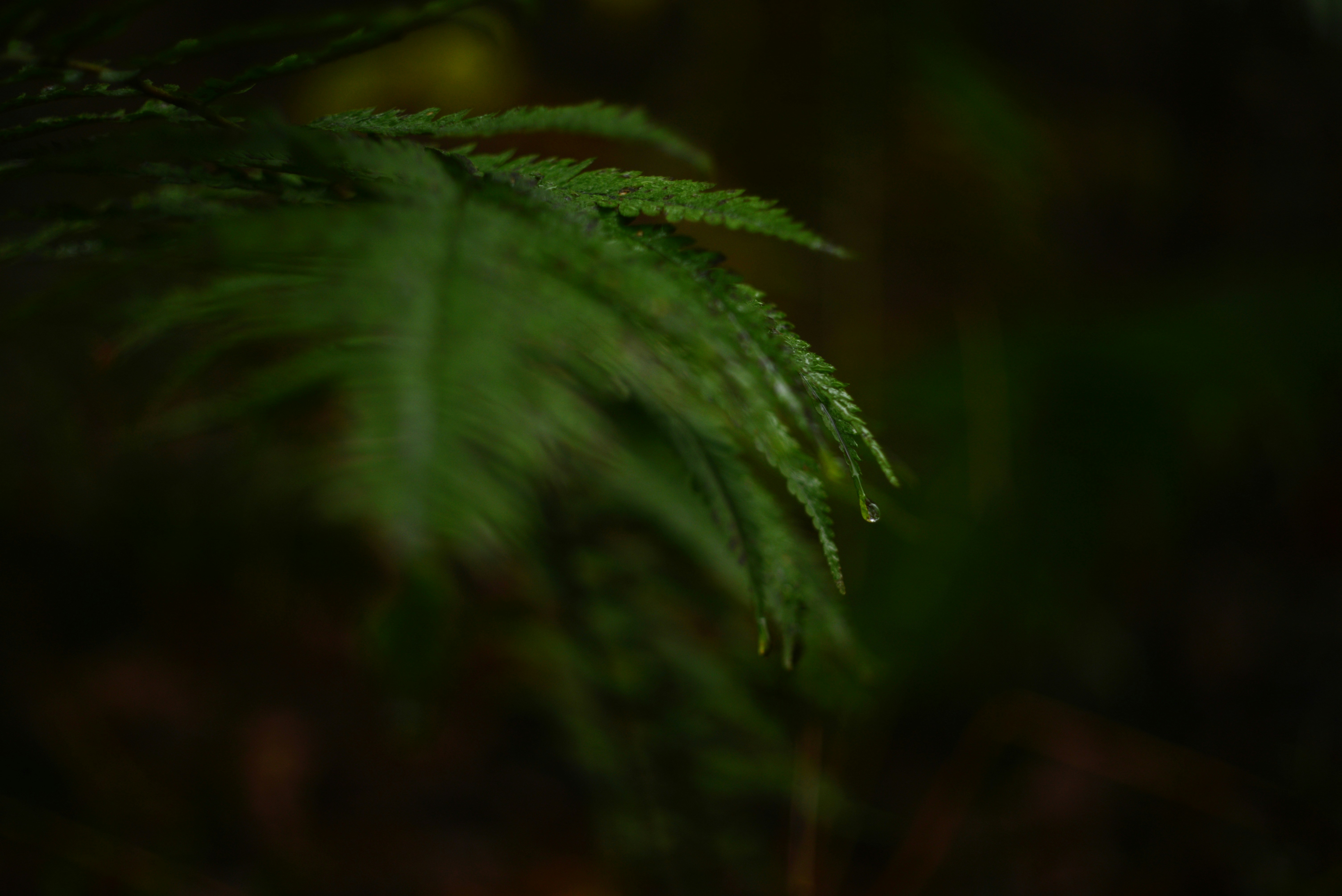 Photo by Liana S with Nikon D600