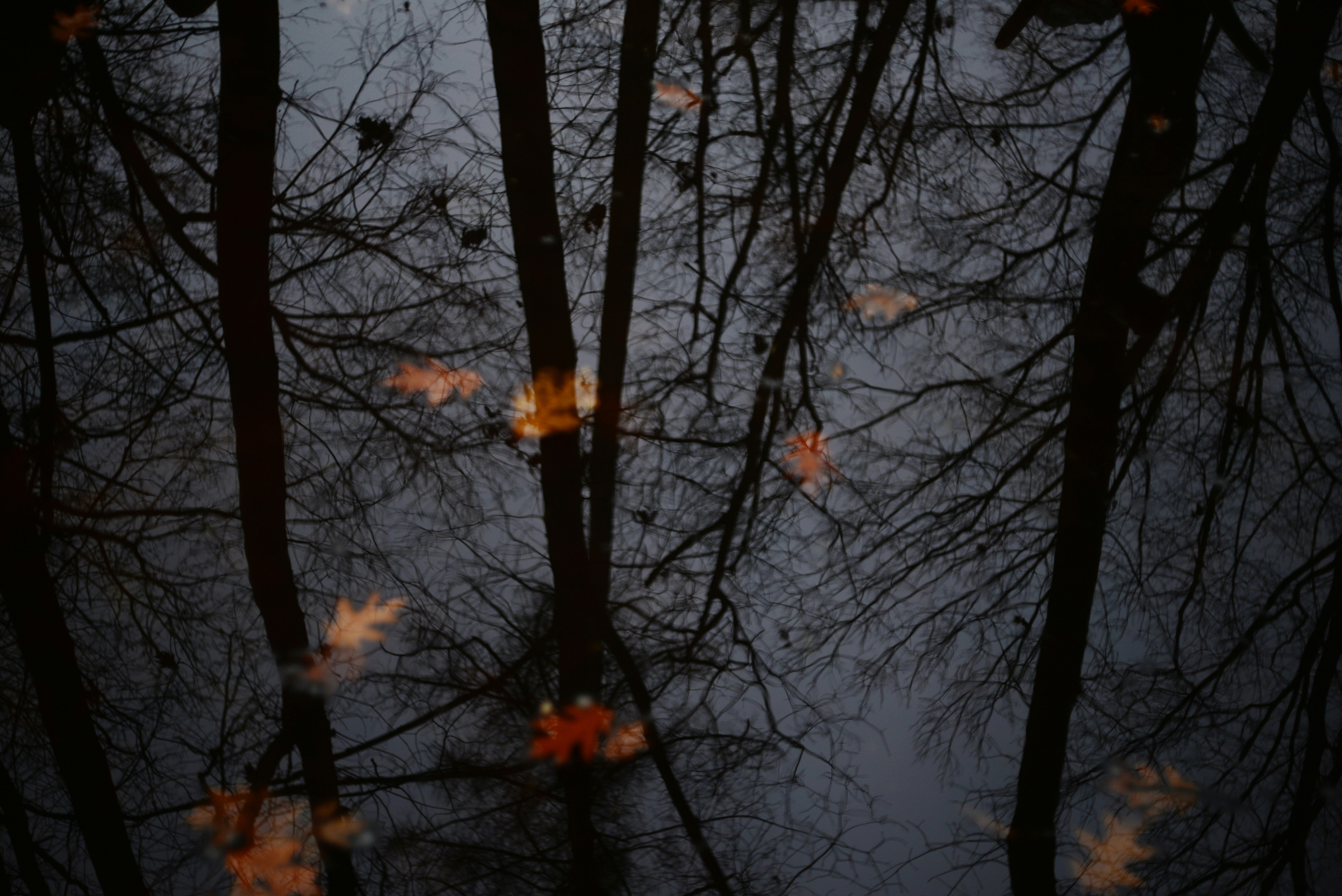 Reflections of Autumn: A Velvet Night Over Trees