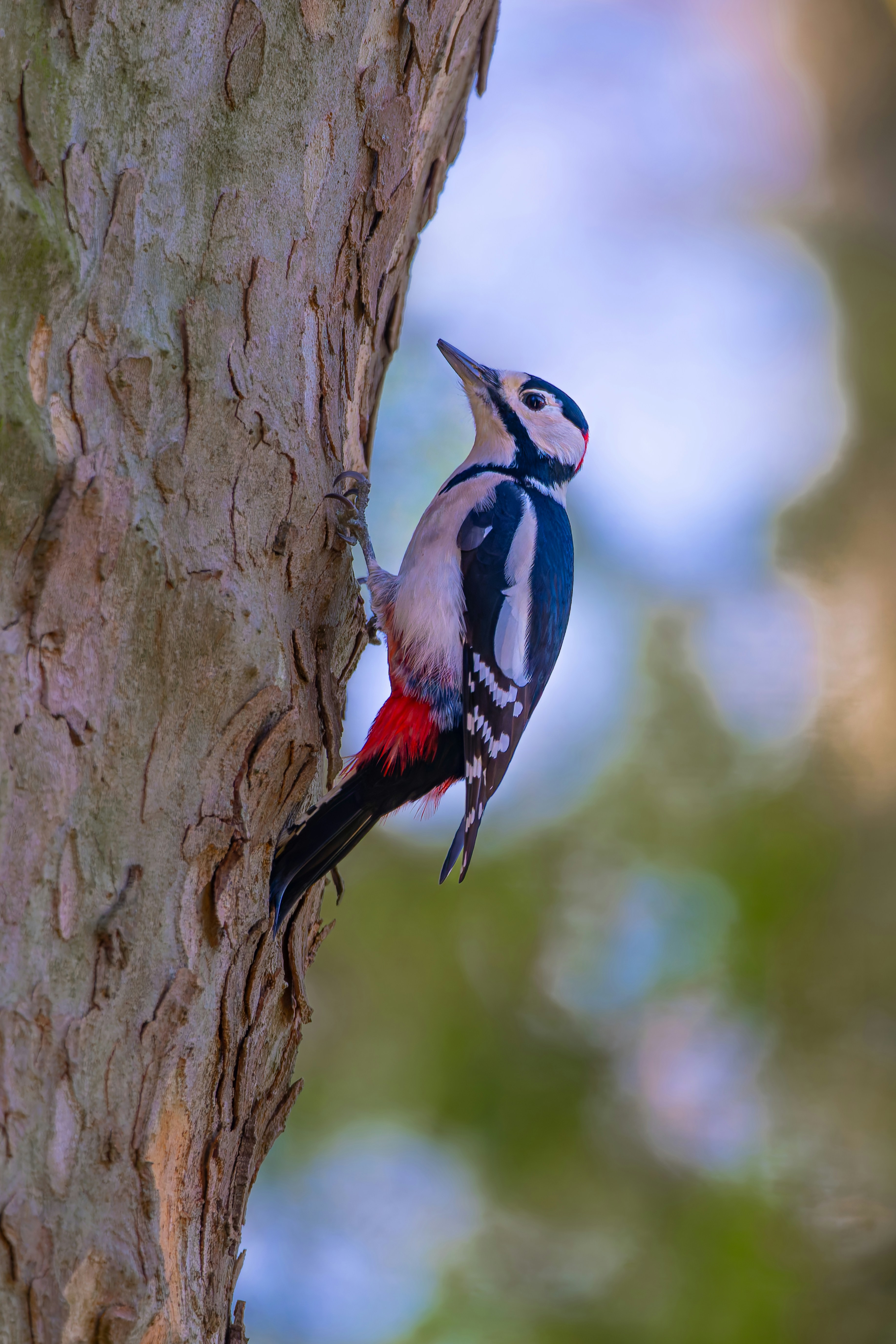 Photo by Siegfried Poepperl with Nikon Z8