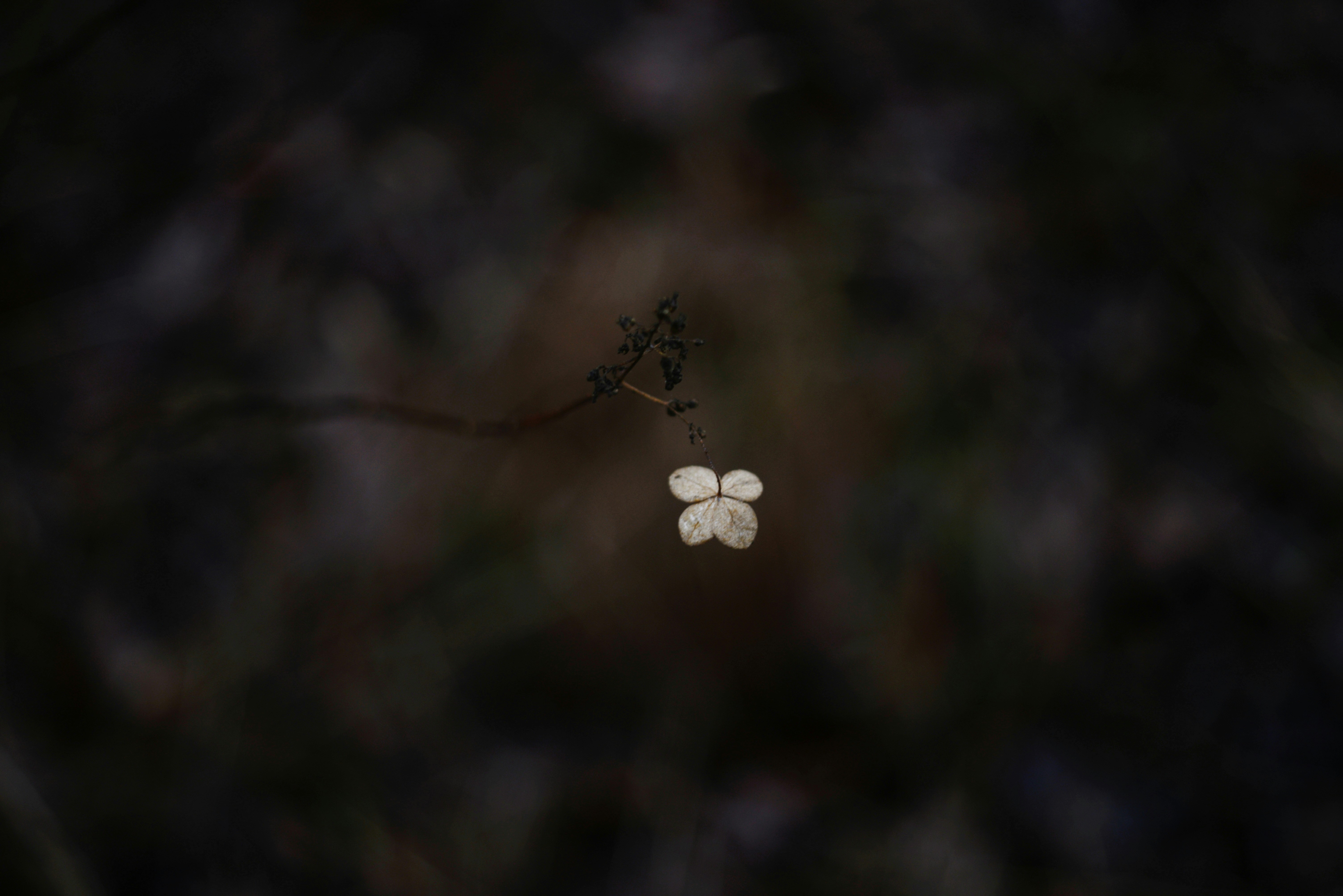 Tiny Four-Leaf Fragment Adrift in a Velvet Night