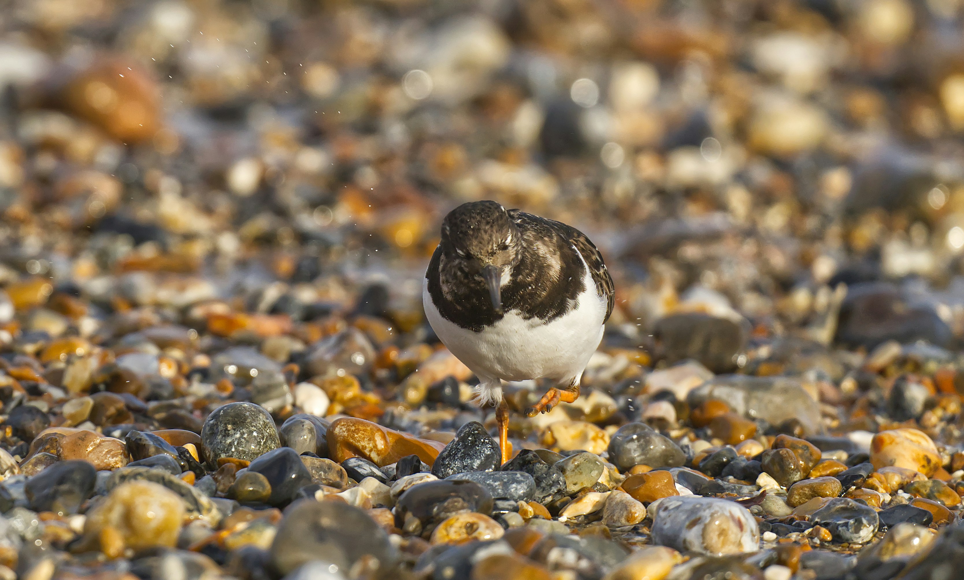 Photo by Bob Brewer with Sony Alpha 1