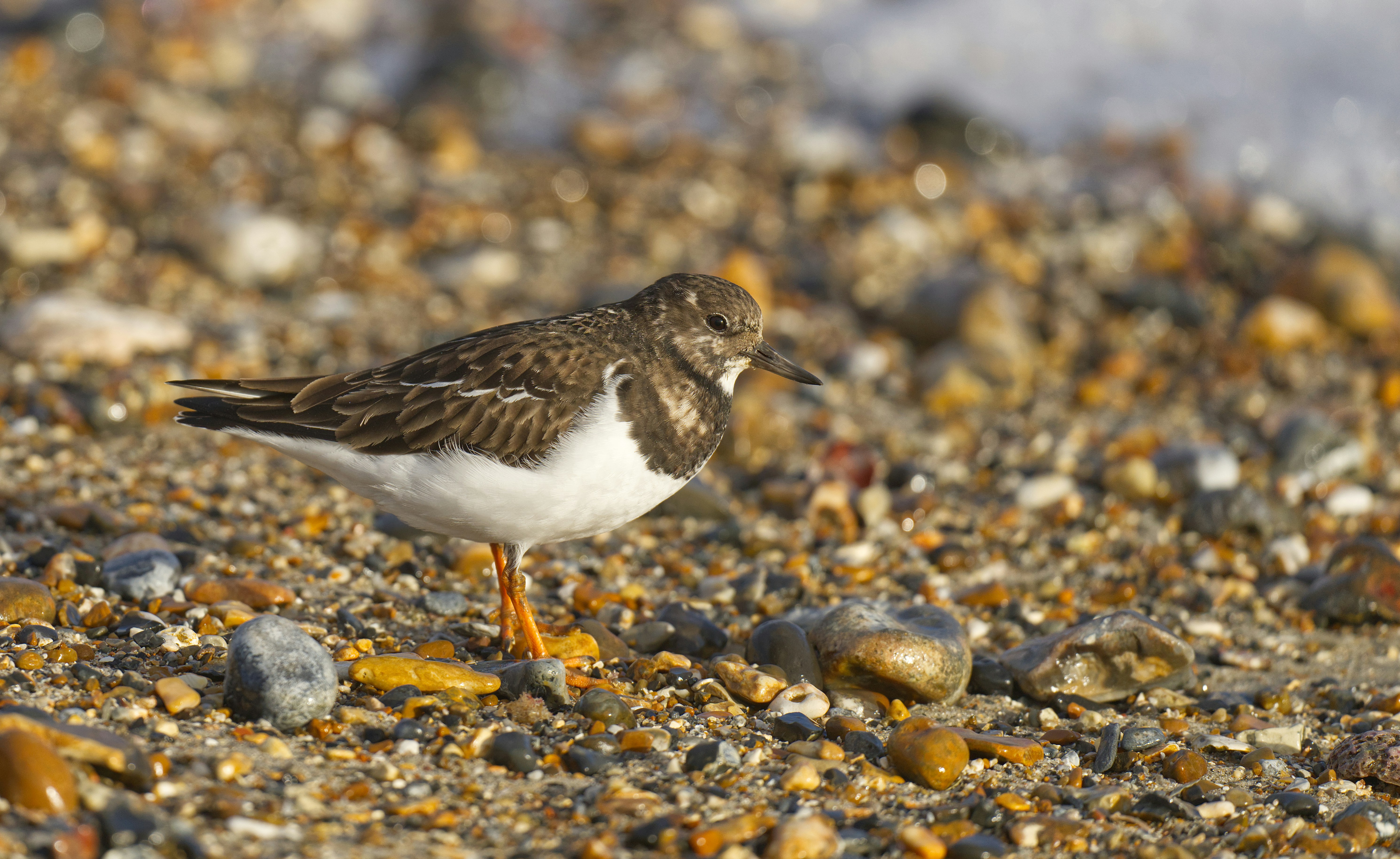 Little Shorebird on a Pebble Beach