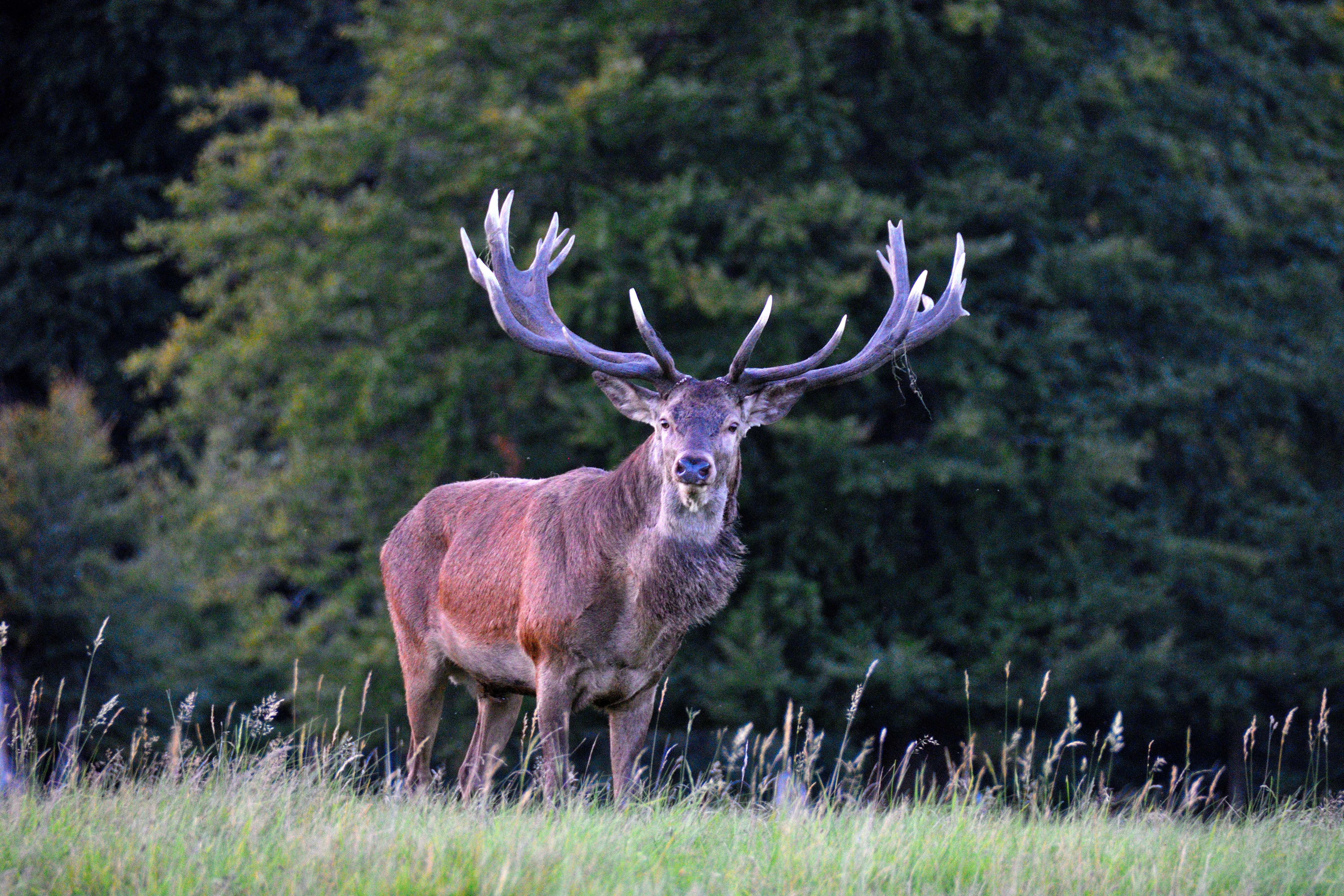 A deer in Dyrehaven - A short trip north from Copenhagen will take you to Dyrehaven, a wonderful woodland that seems far from city lights and traffic noise.