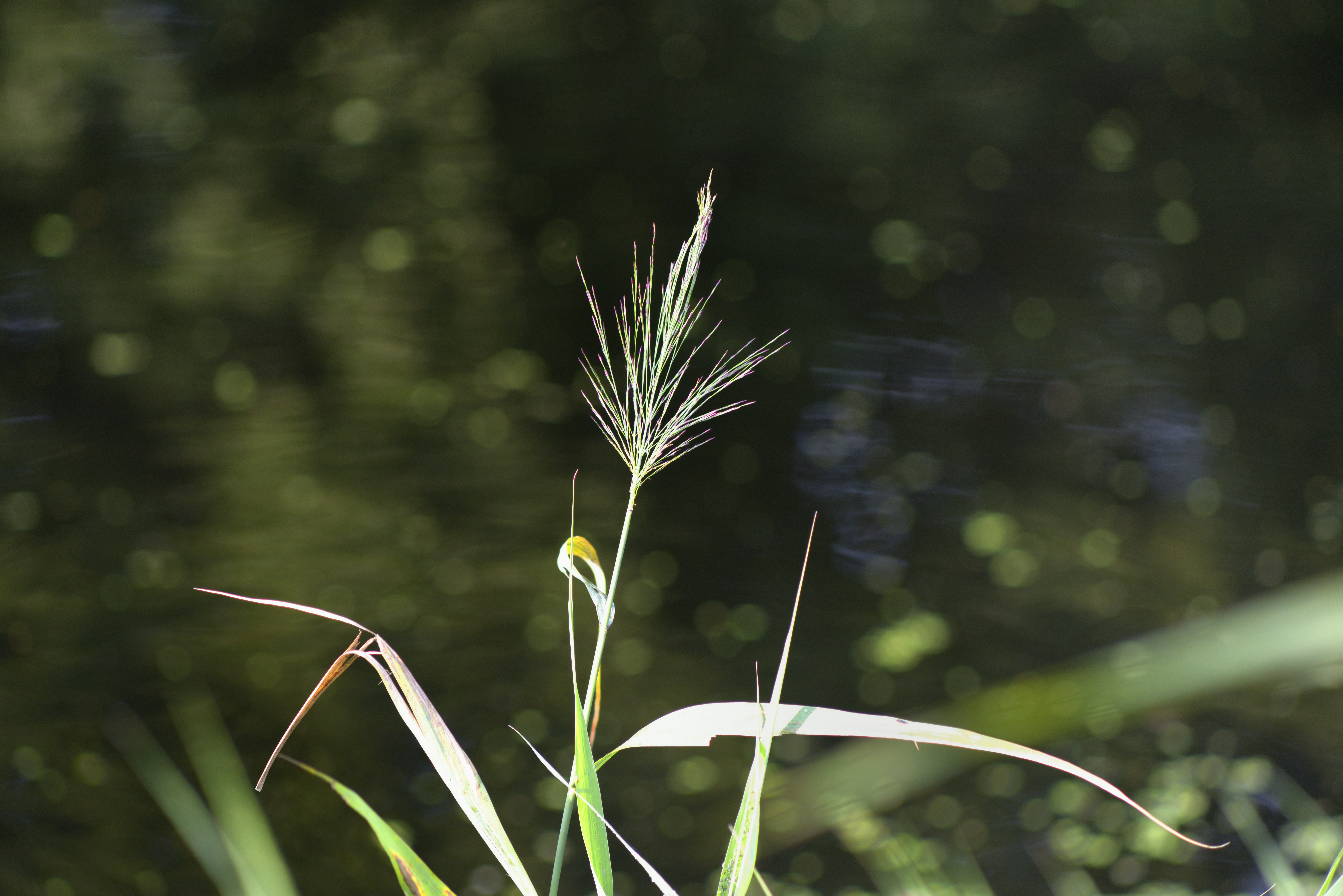 Silent Reed at the Edge of the Glassy Pond