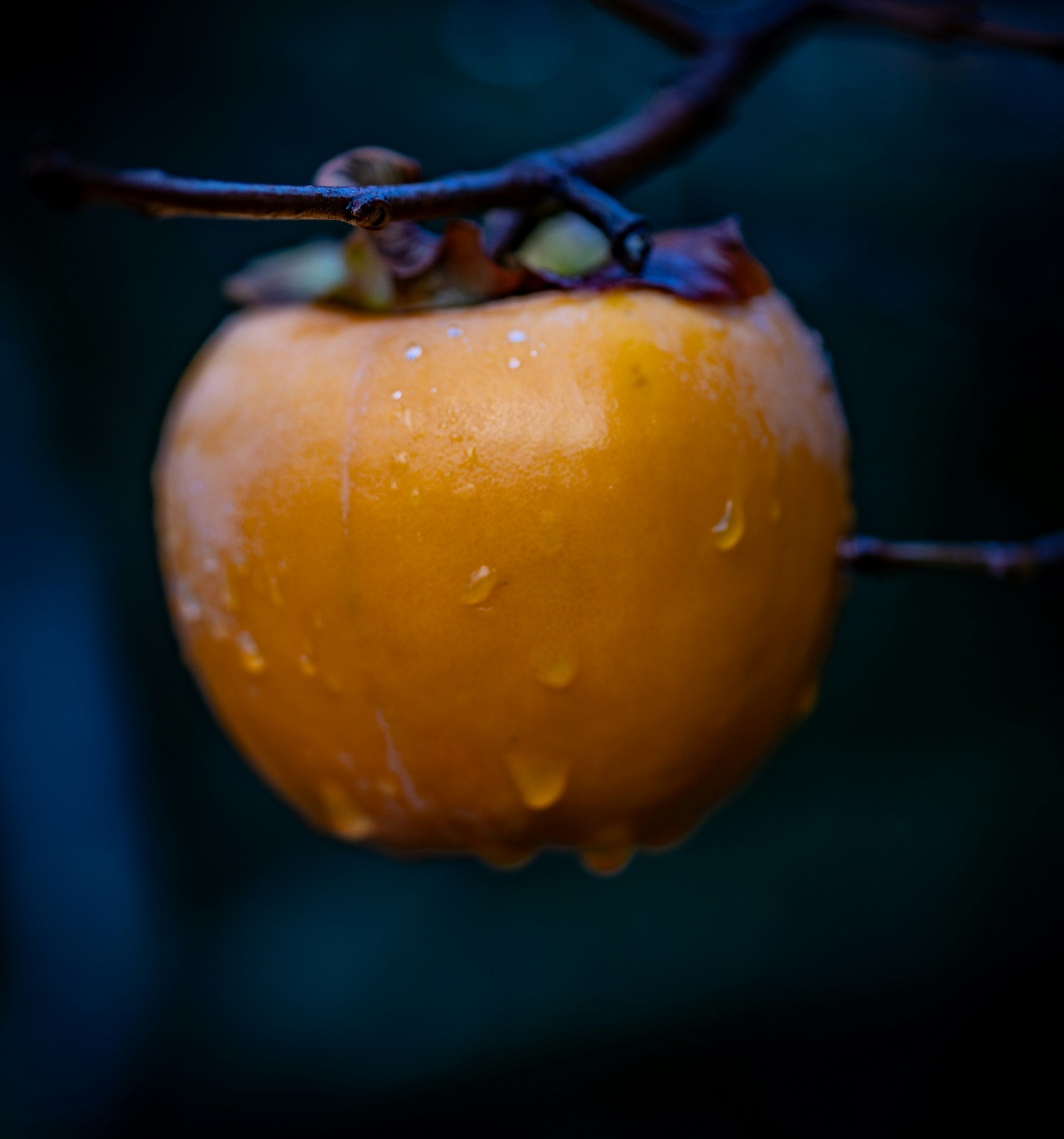 Orange Twilight: A lone fruit on a rain-kissed branch