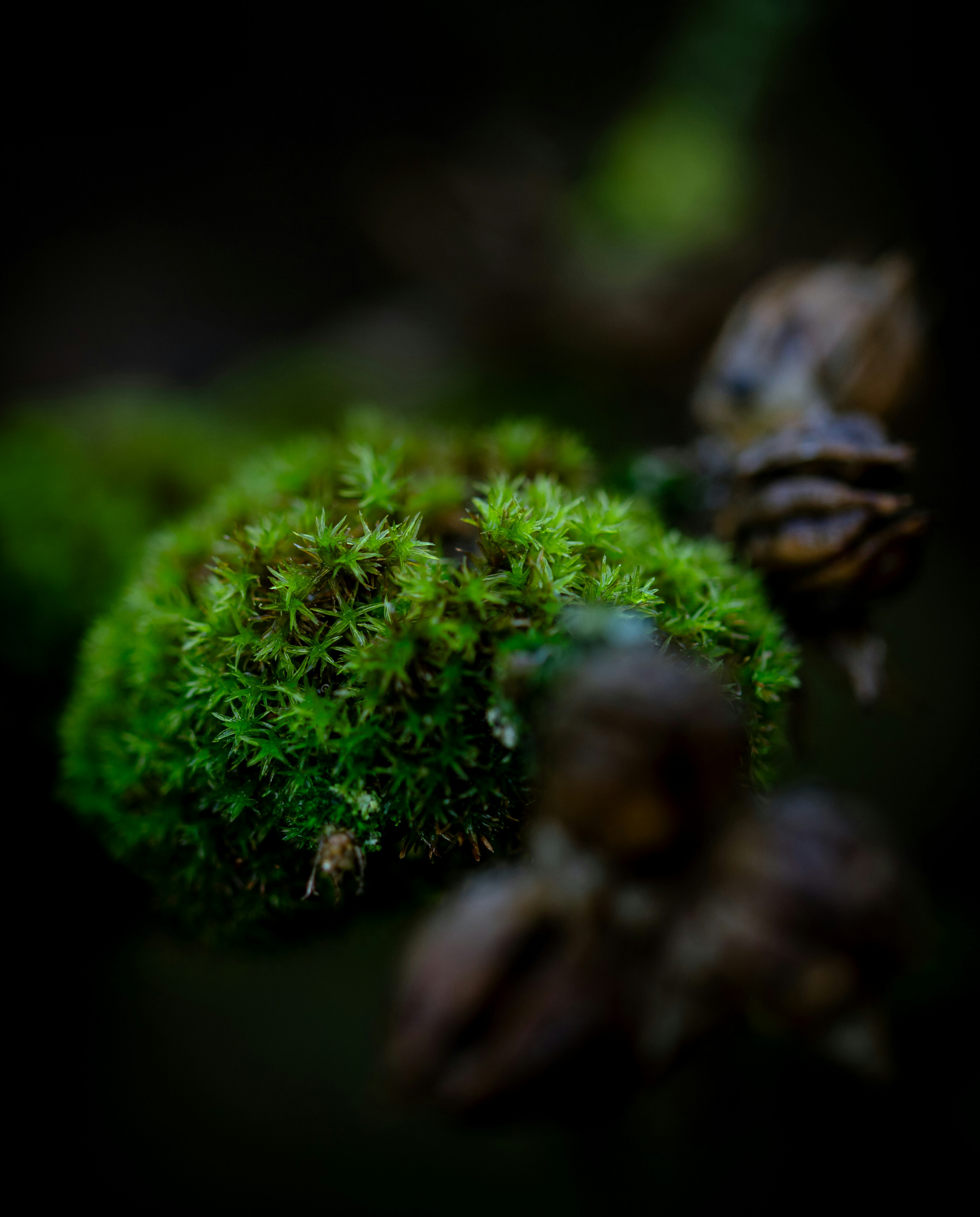 Emerald Moss in Focus: A Soft Portrait of Forest Floor Micro-Creation