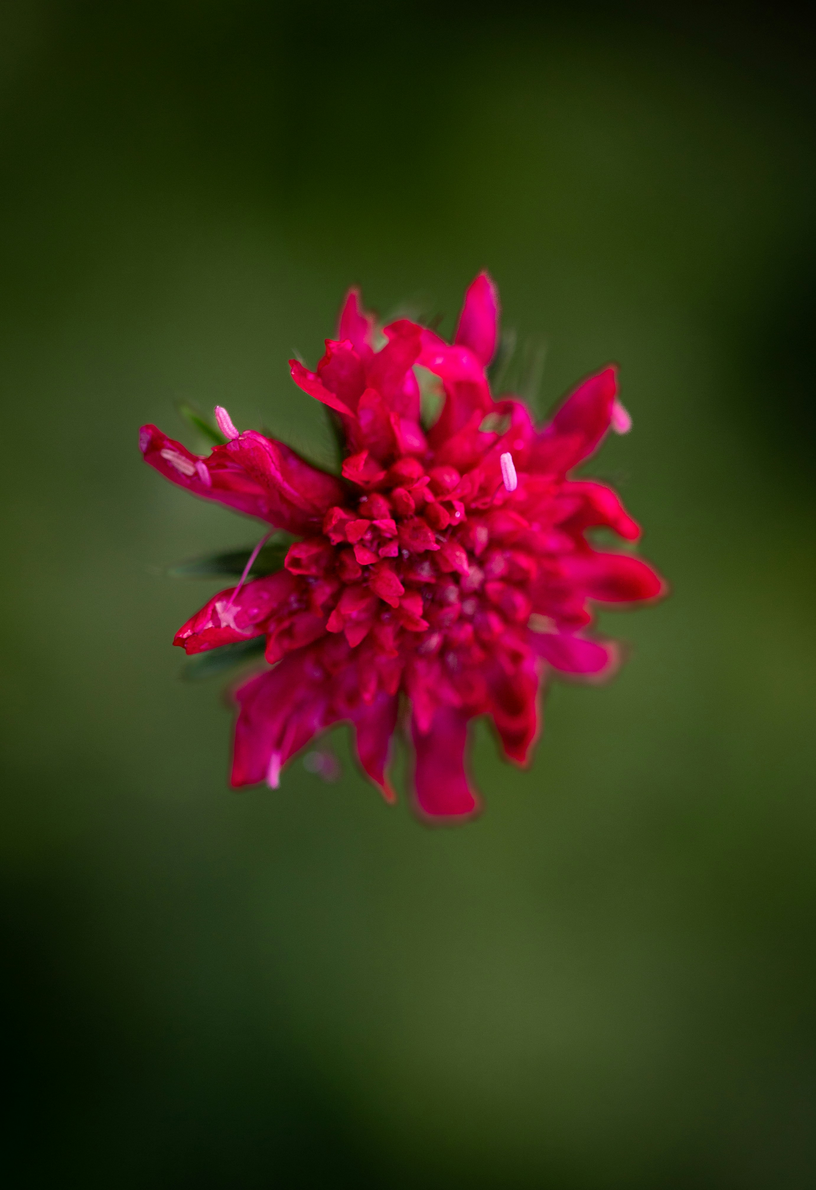 Crimson Bloom Floating in Soft Evening Blur