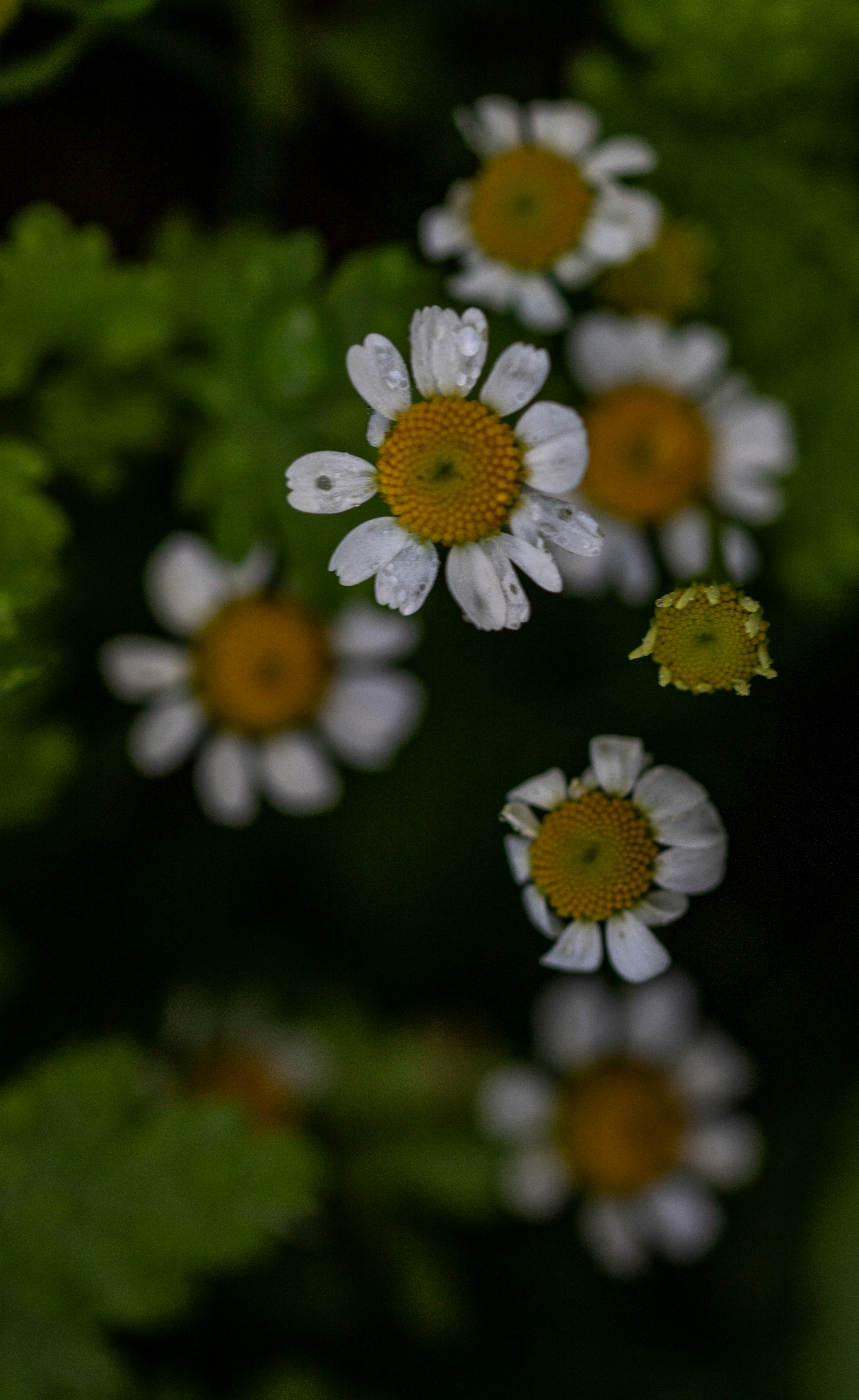 Photo by Bernd 📷 Dittrich with Canon EOS 6D Mark II