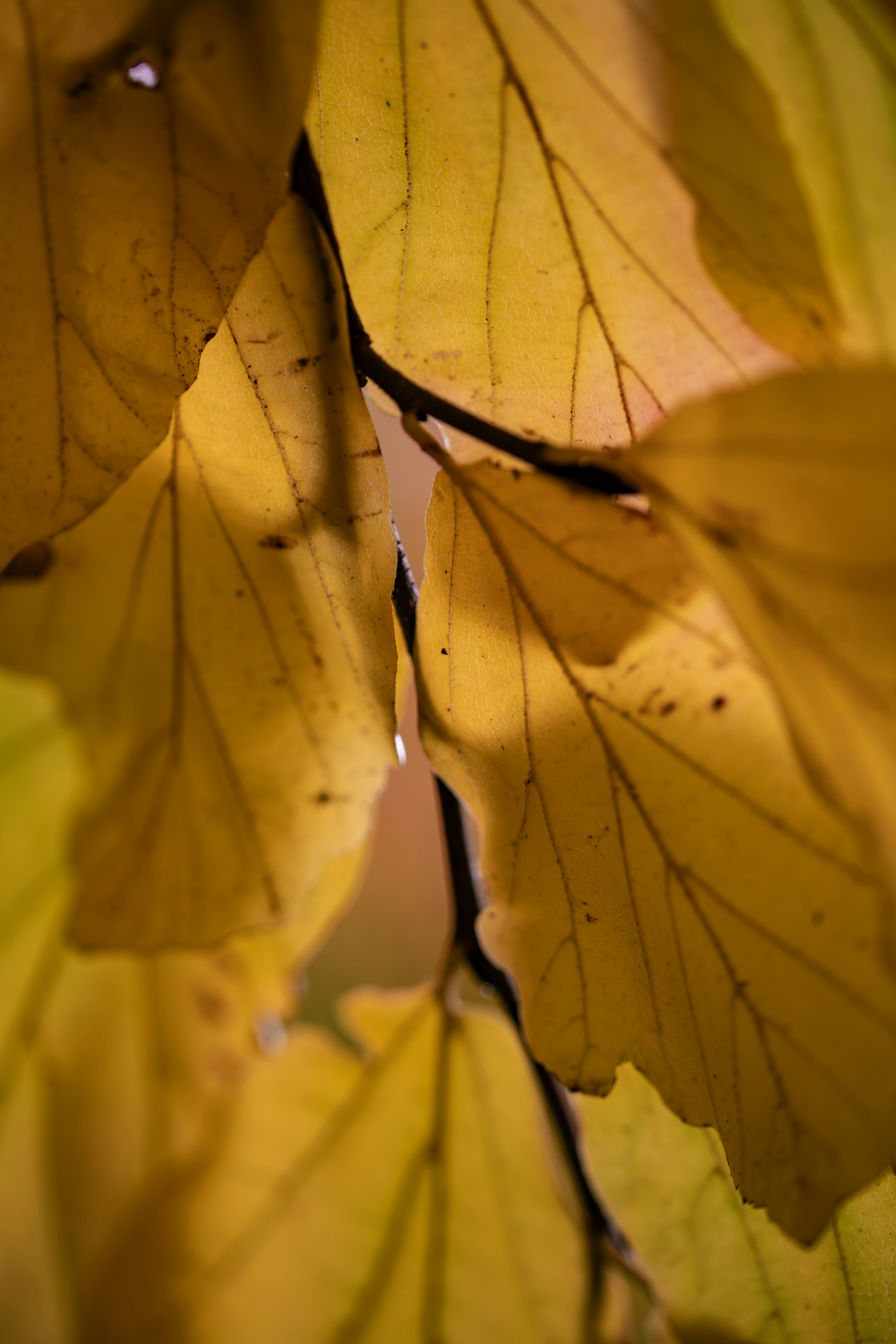 Photo by Bernd 📷 Dittrich with Canon EOS 6D Mark II