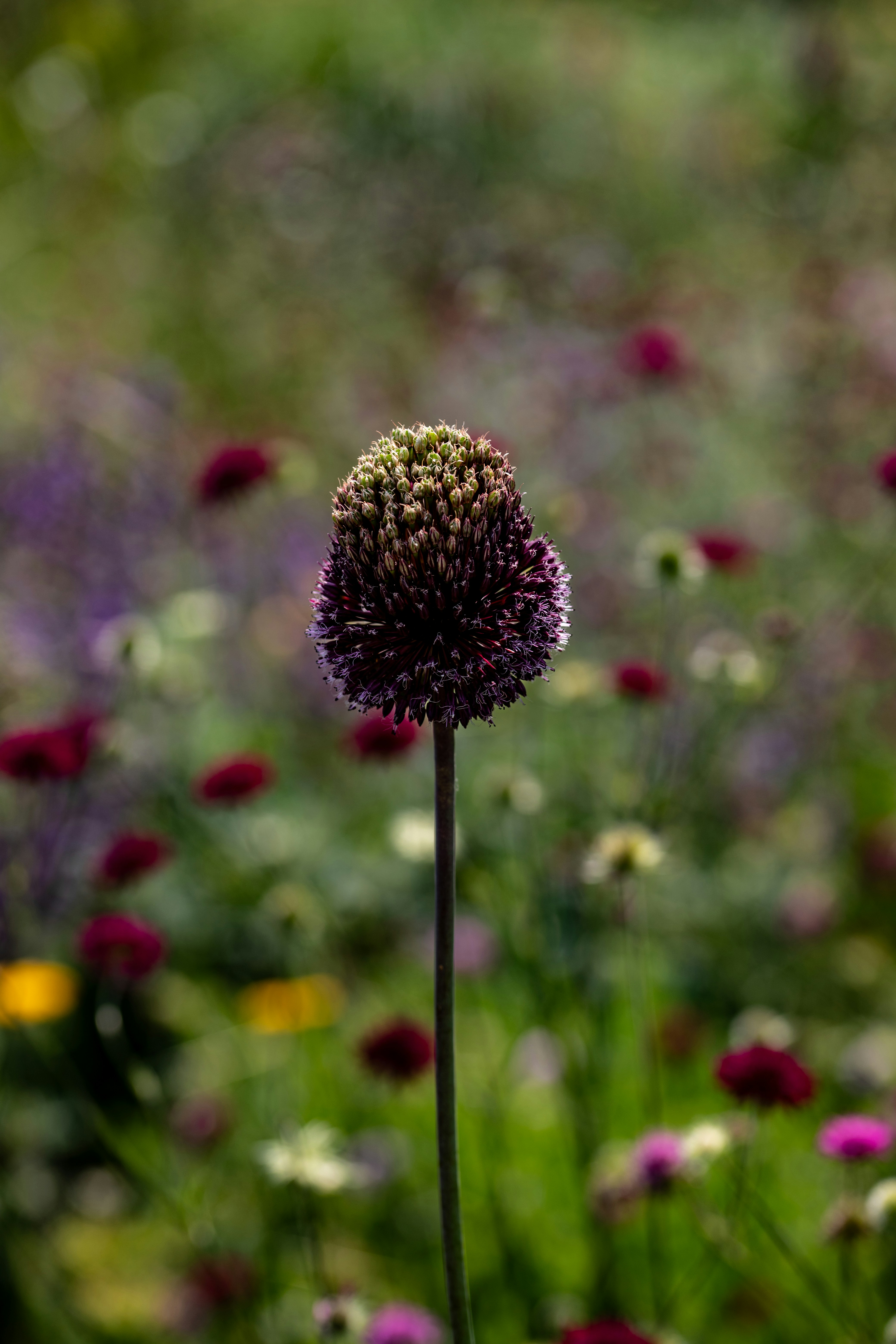 Photo by Bernd 📷 Dittrich with Canon EOS 6D Mark II