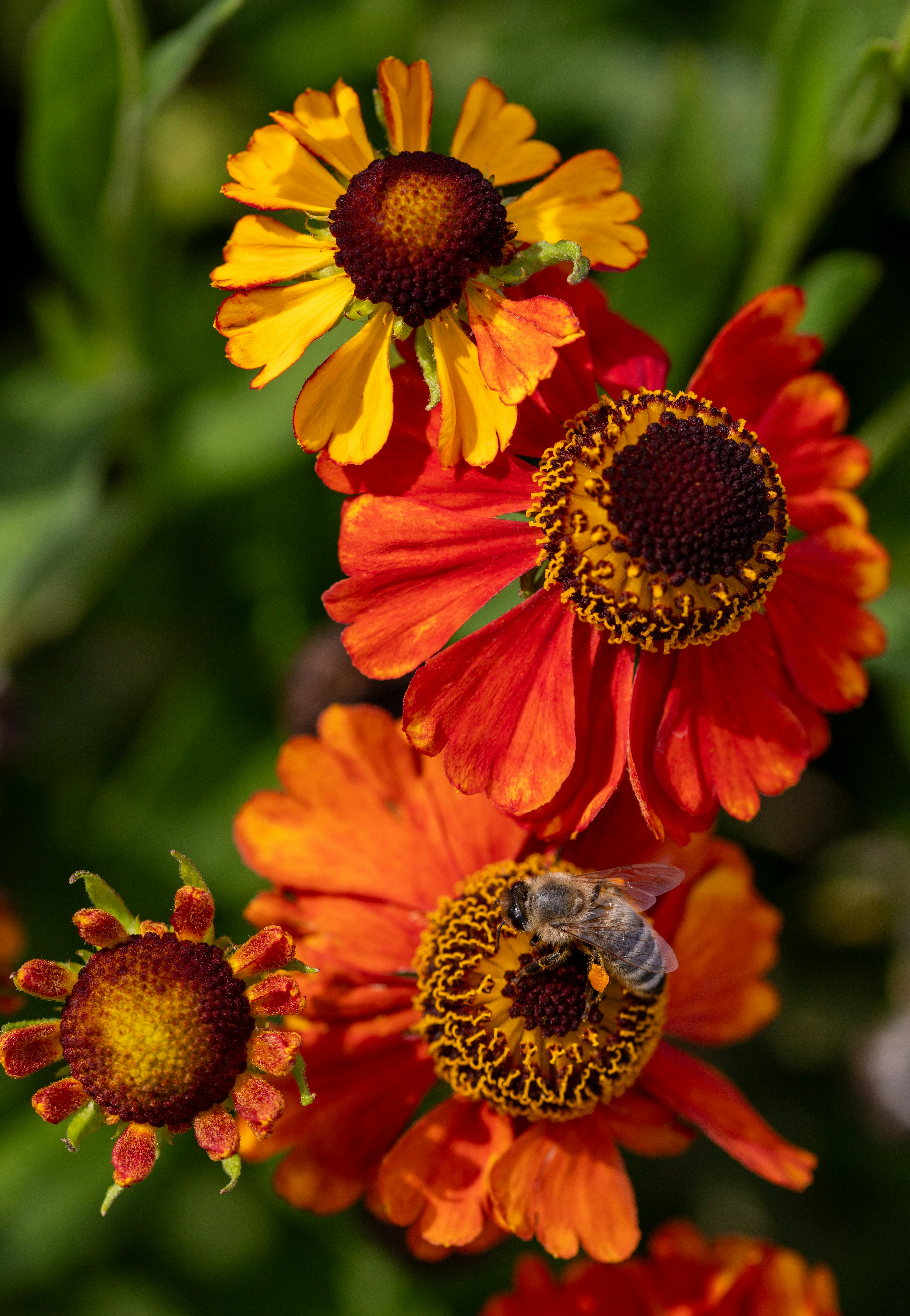 Bee on Fire: A Burst of Orange Petals and a Gentle Visitor