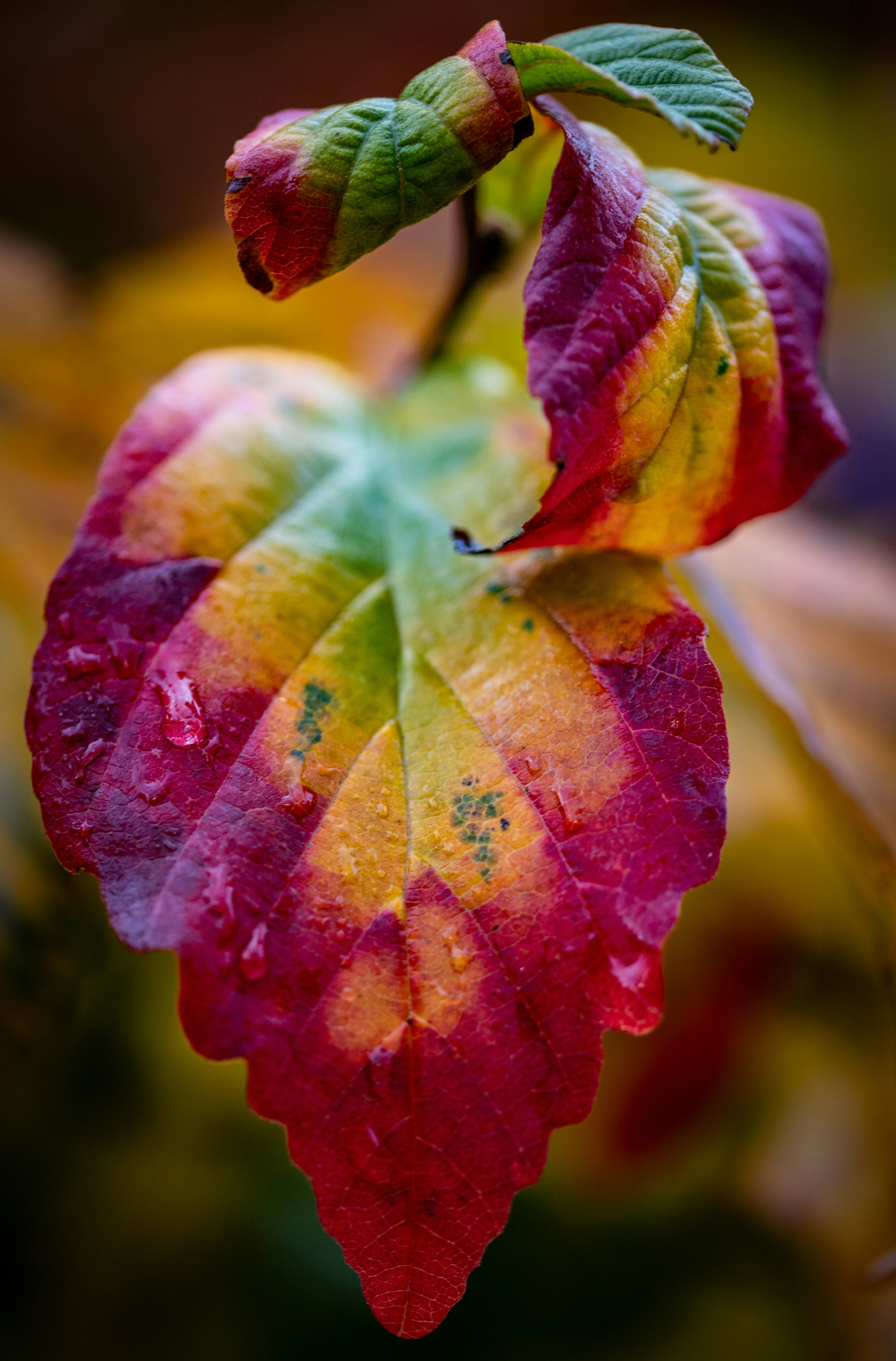 Autumn Vein: A Crimson Leaf Basking in Dusky Light