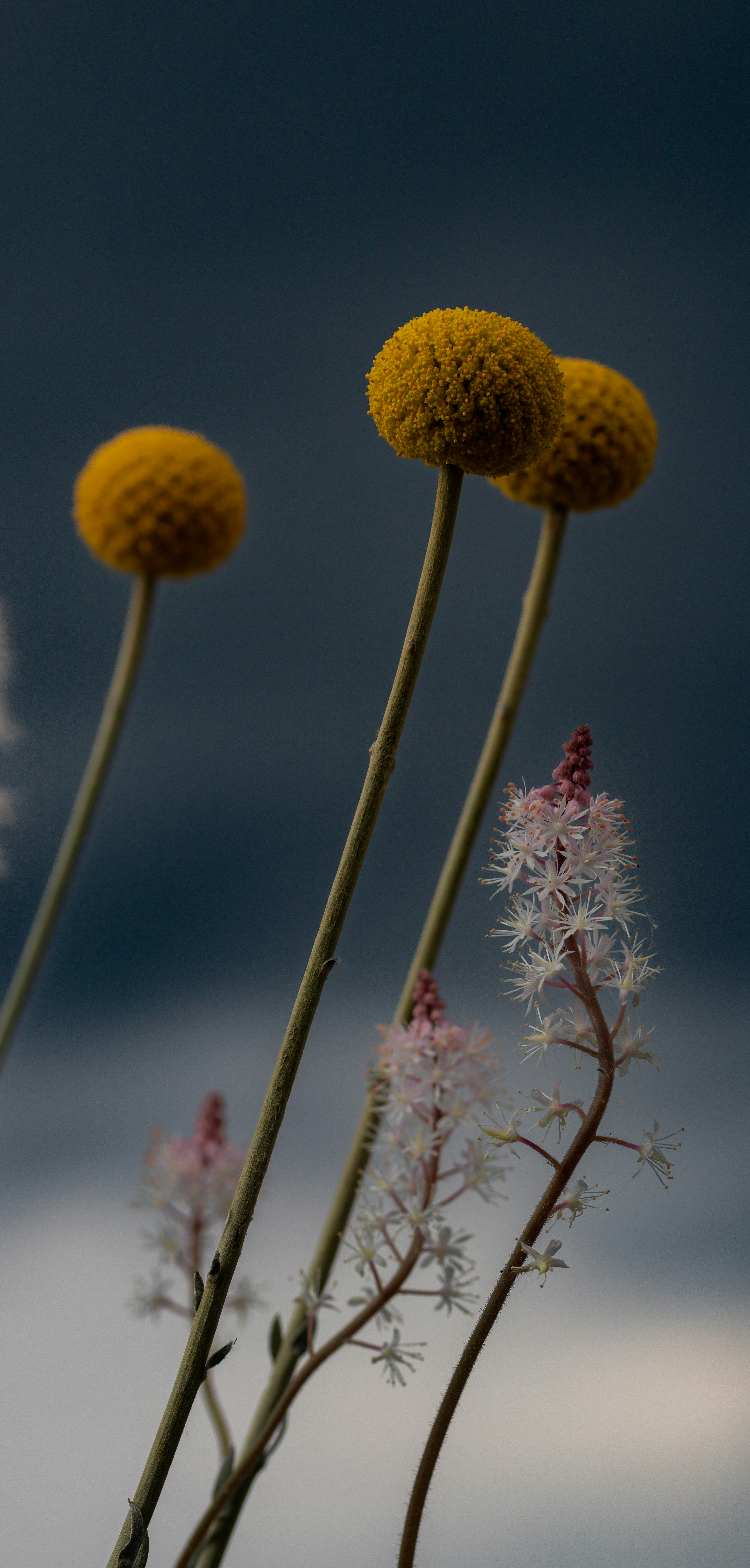Yellow Globes Reach for the Sky Against a Velvet Evening