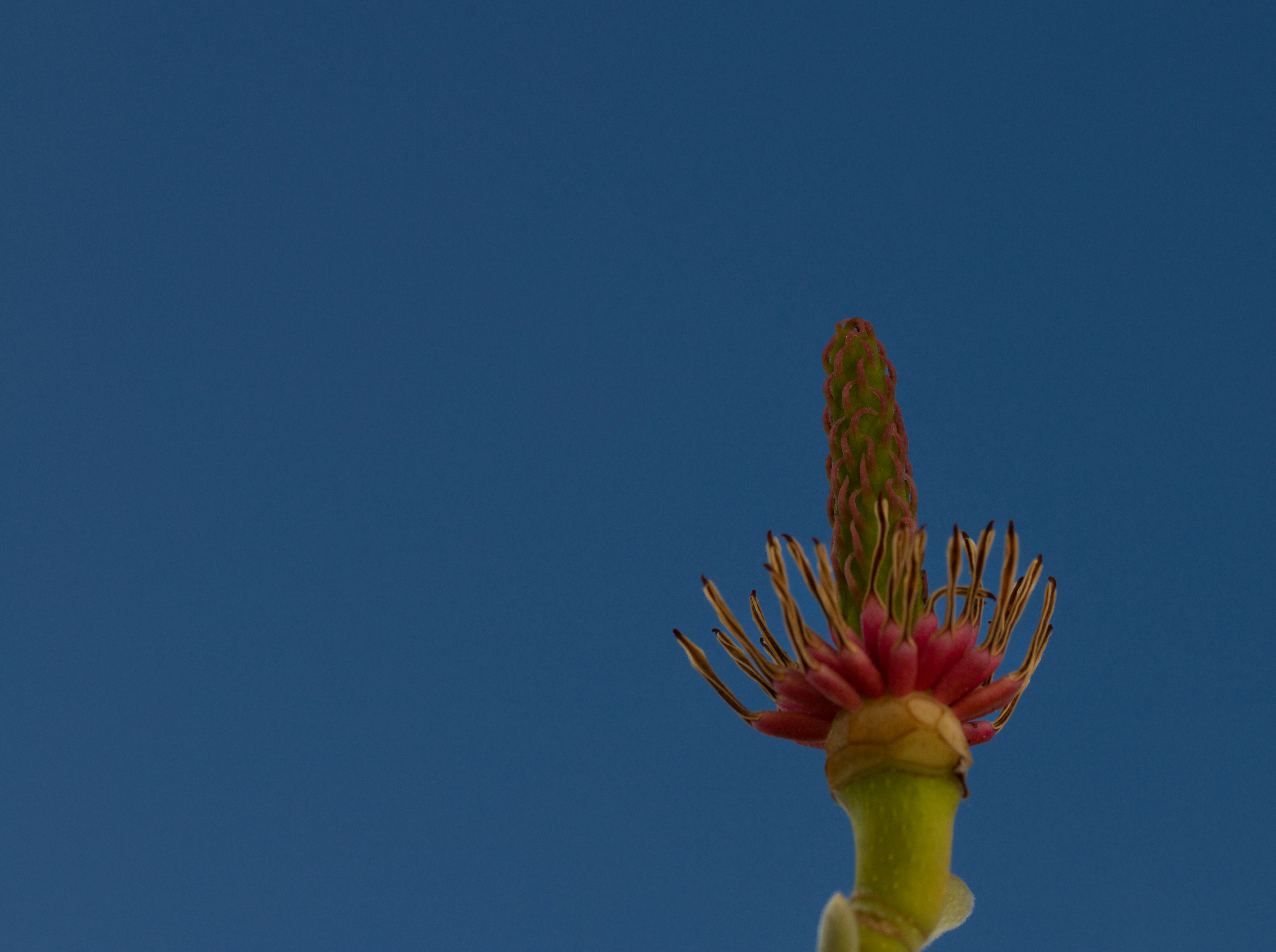 Skyward Bloom: A single pistil against a vast blue