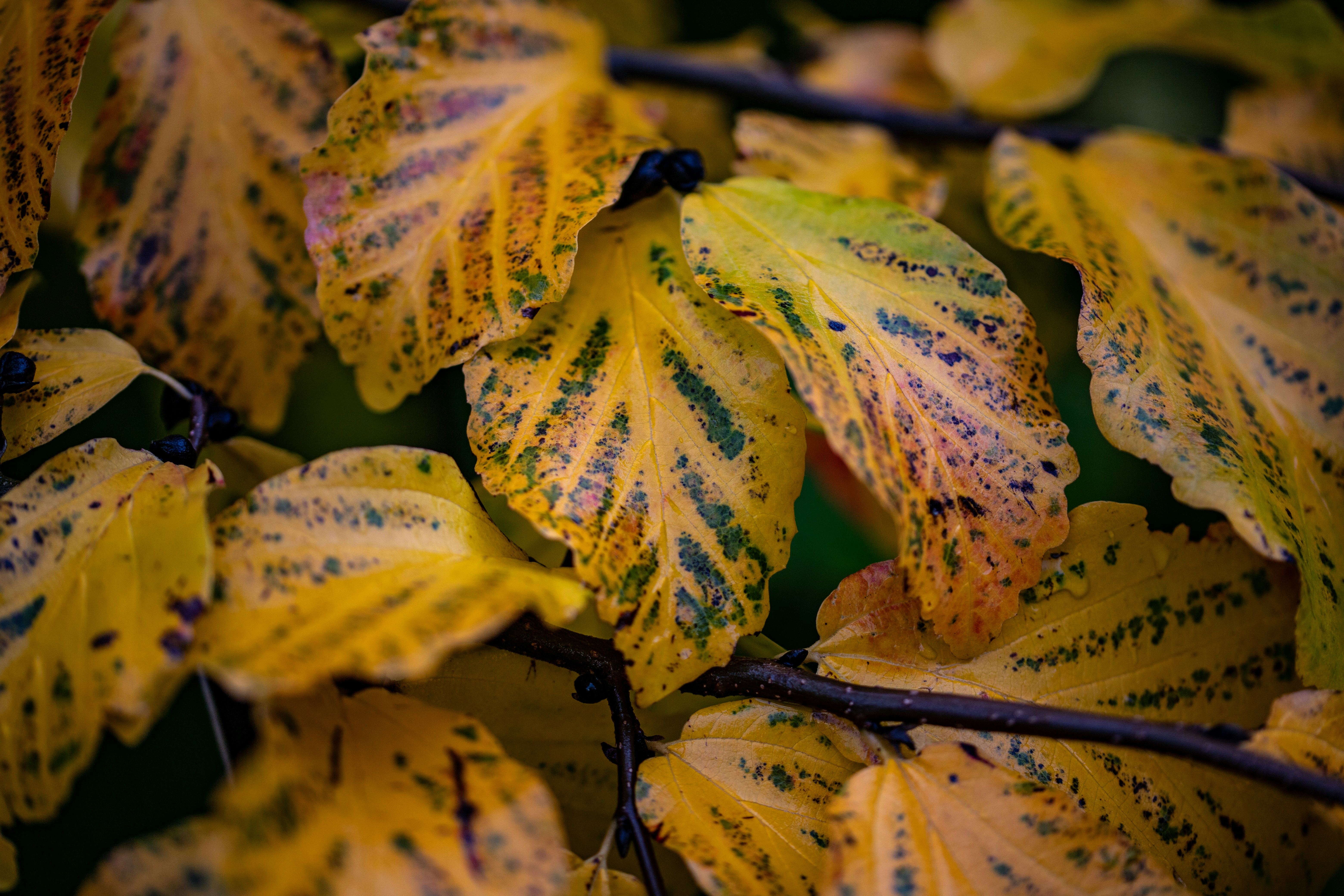 Photo by Bernd 📷 Dittrich with Canon EOS 6D Mark II