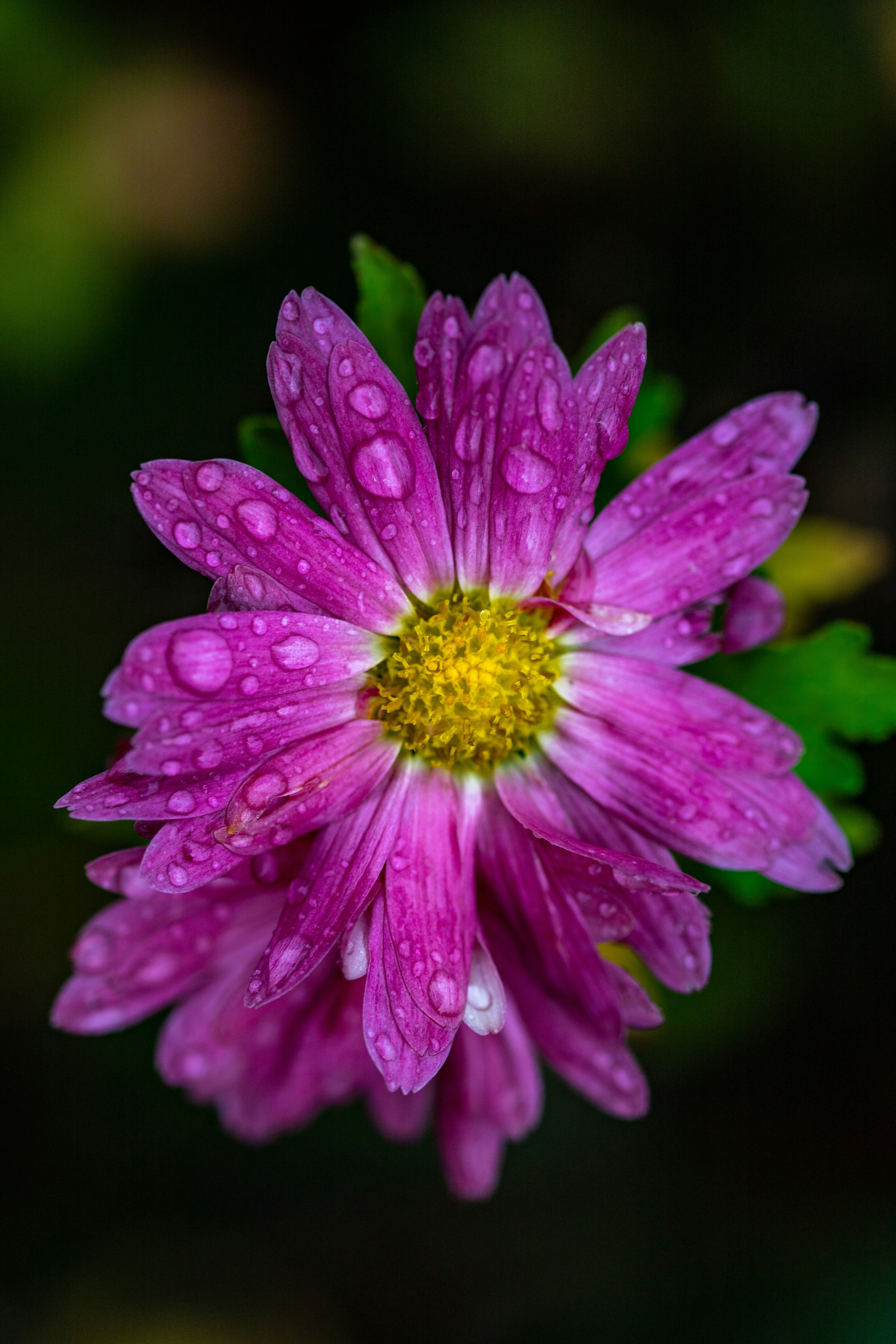 Dew-Crowned Pink Bloom: A Portrait of Morning Color