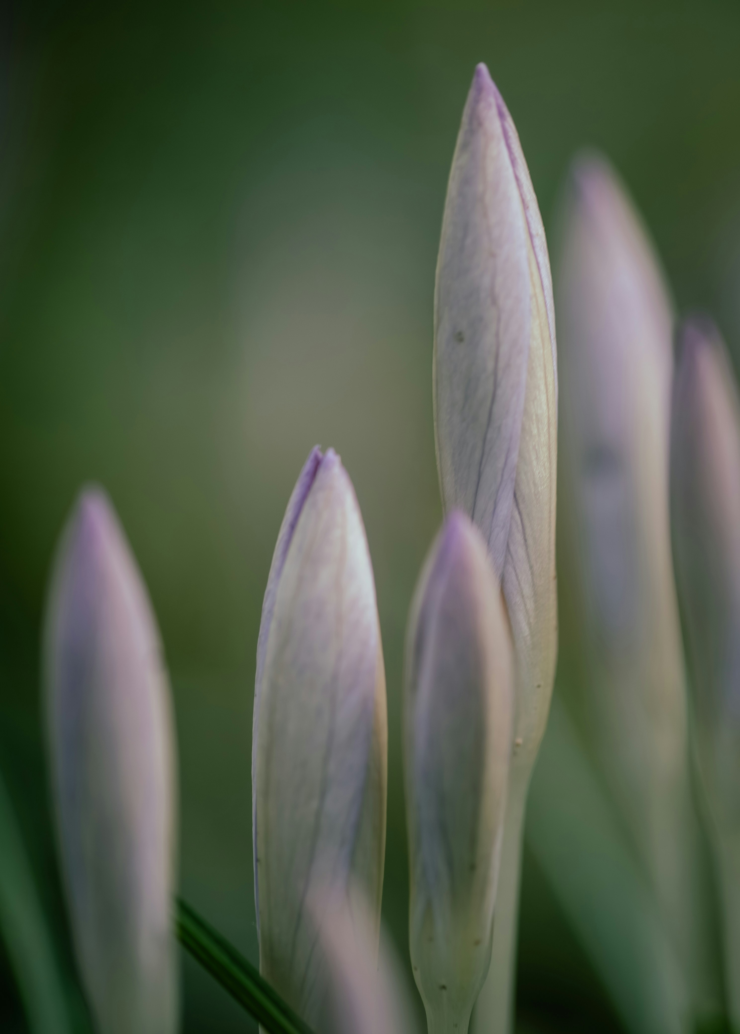Buds in Focus: pale purple tips Ascend from a sea of green