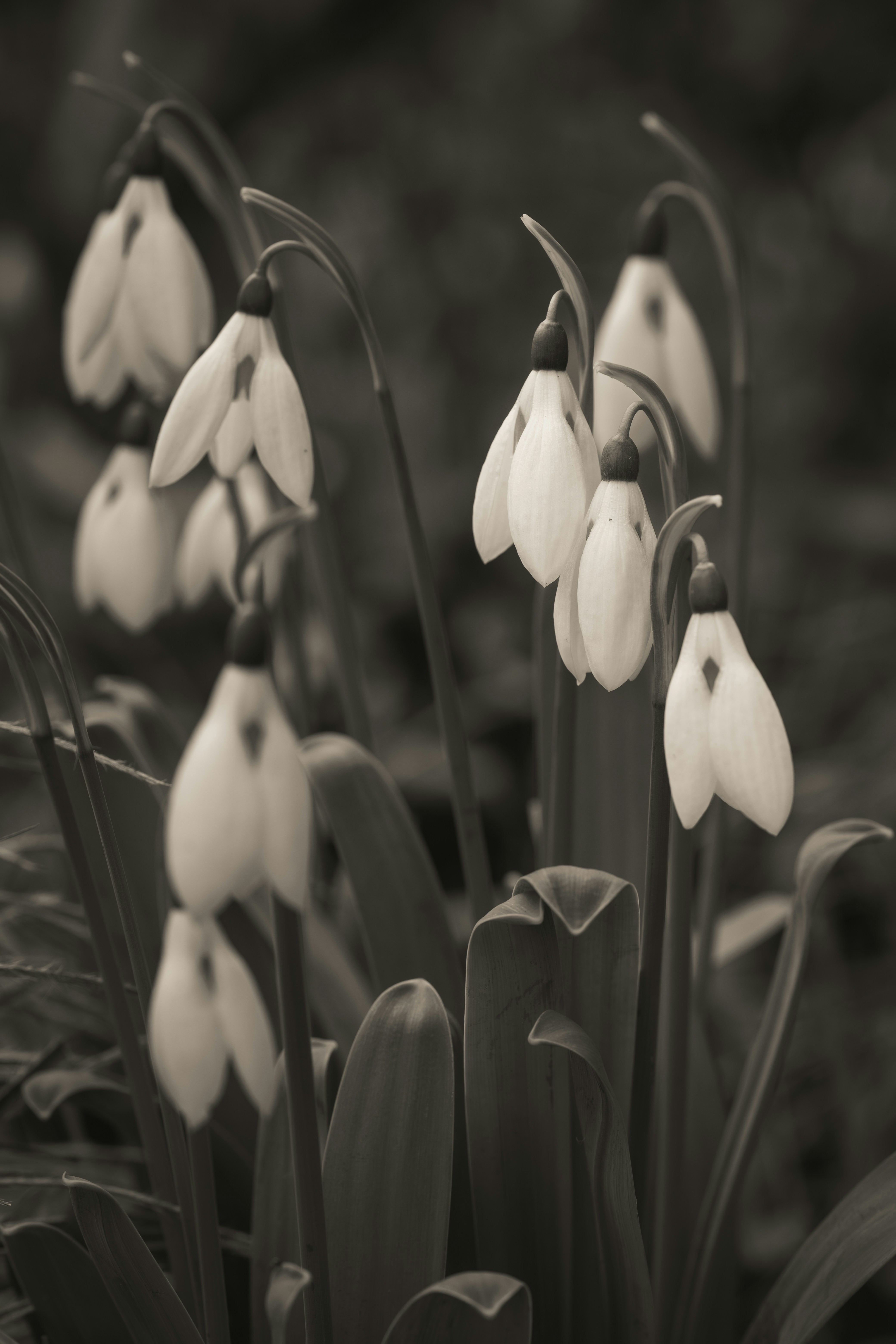 Gentle Bellflowers in Monochrome Quiet
