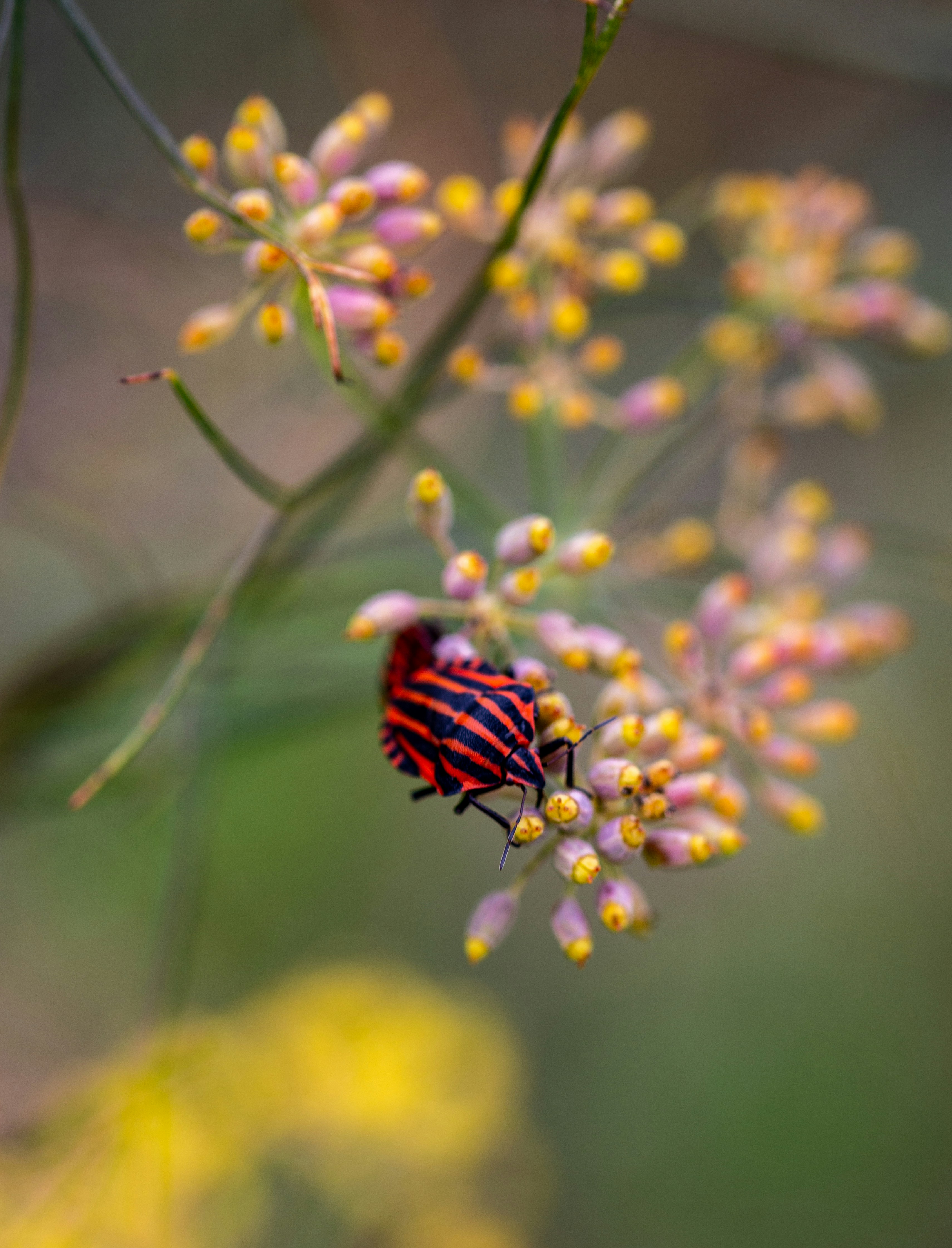 Crimson Stripes on a Sunny Bloom