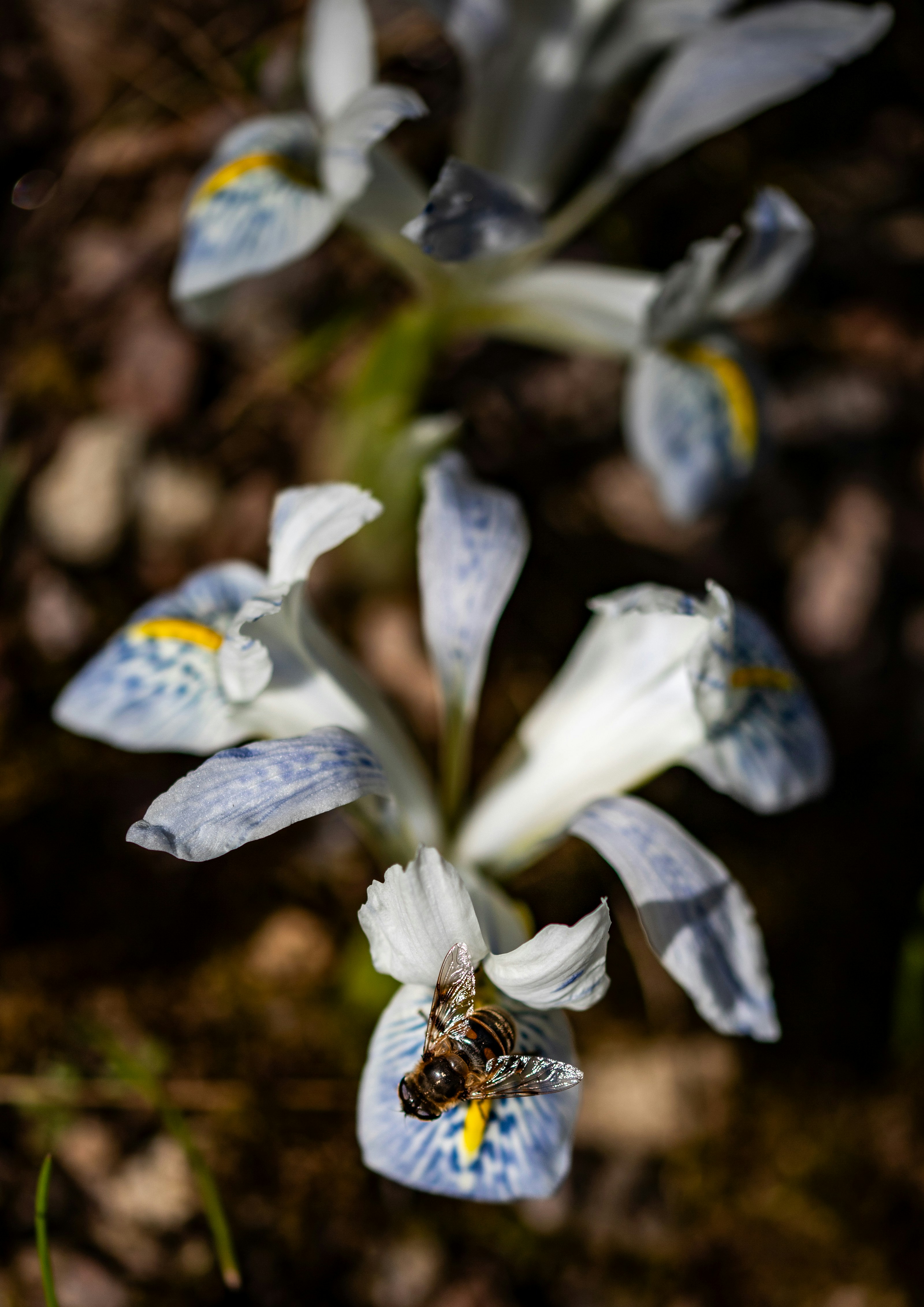  Bee among Iris: a soft focus moment on pollination