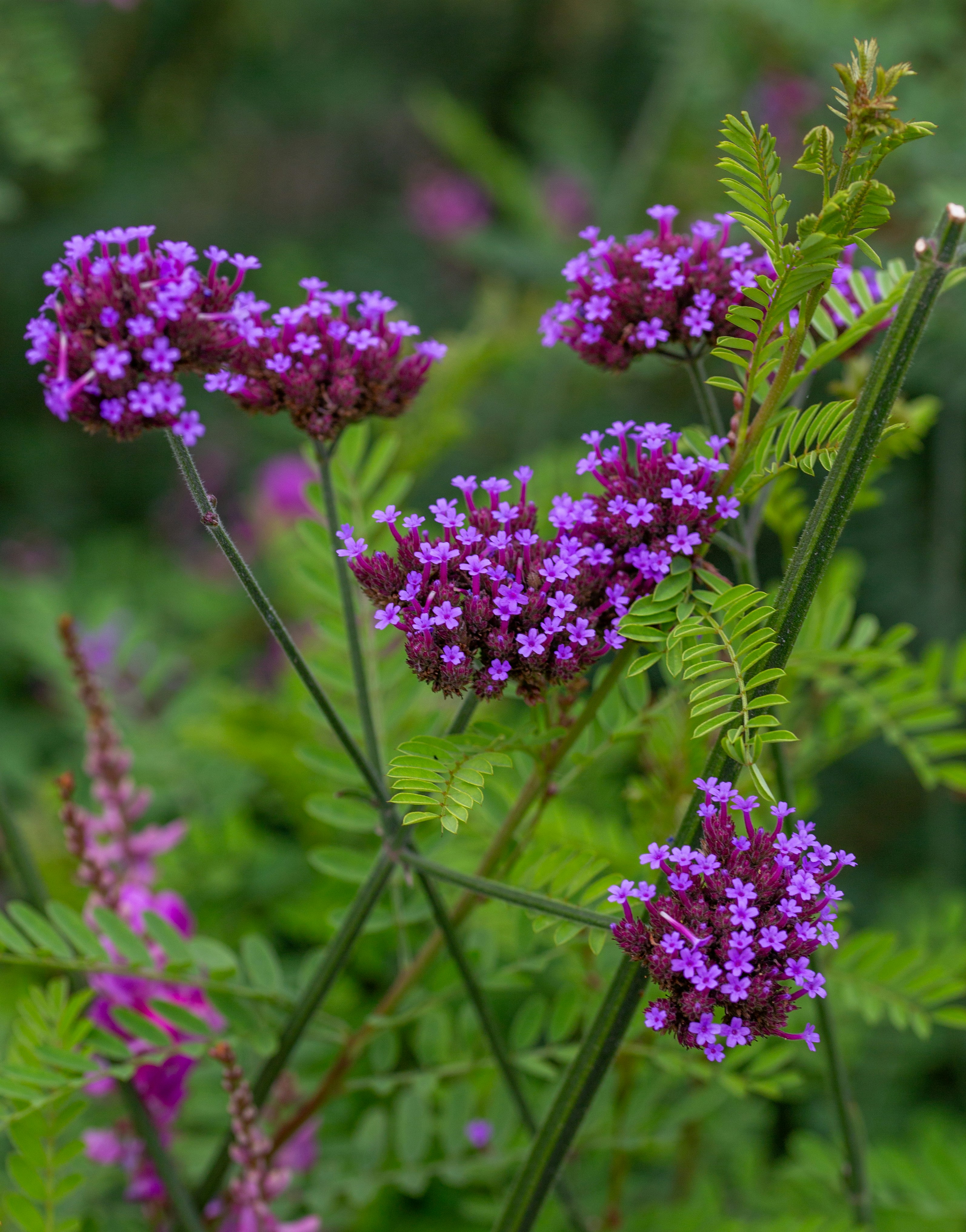 Vivid Purple Inflorescences Framing Delicate Fern-like Foliage