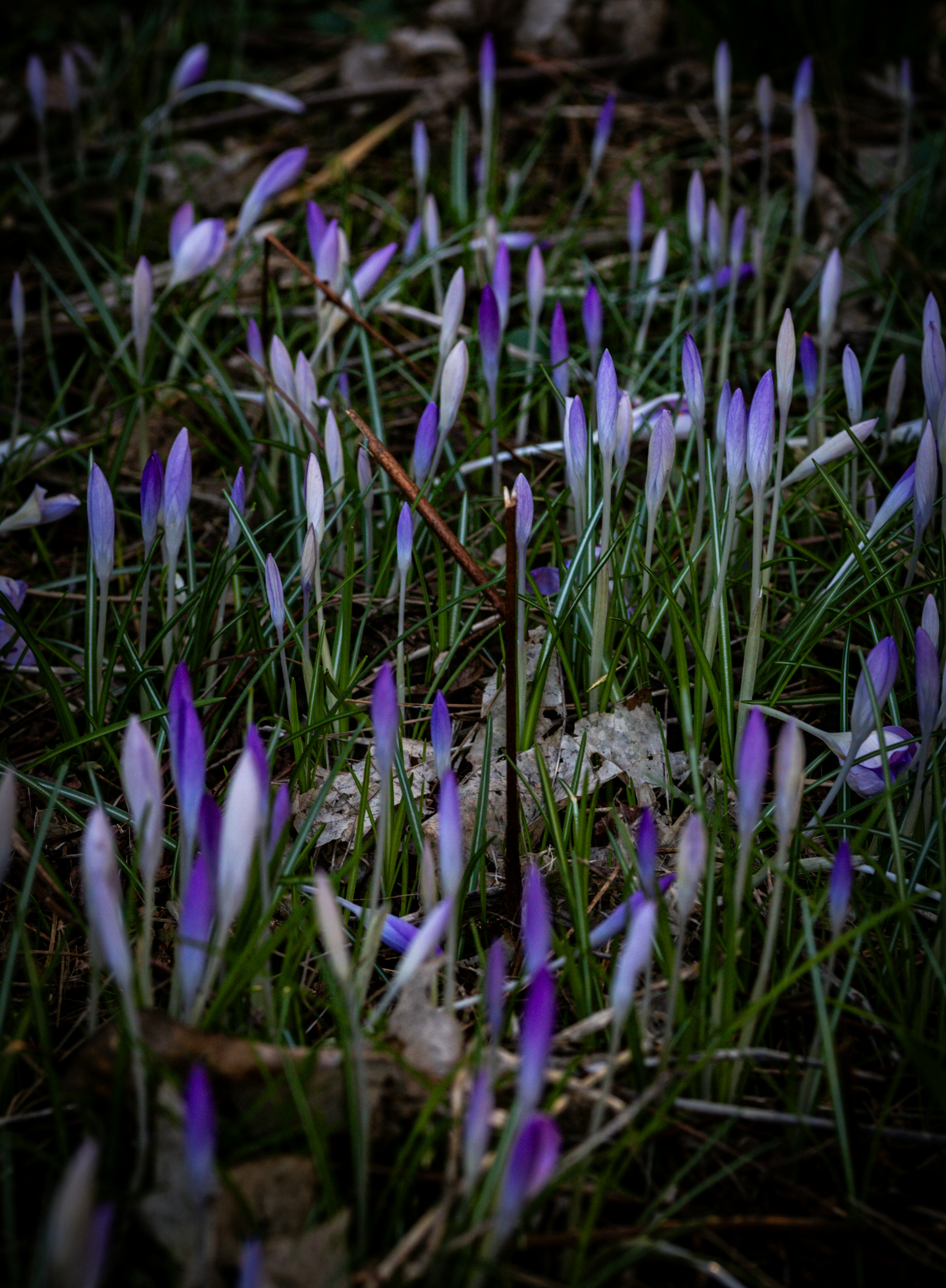 Purple-crowned Crocuses: A Quiet Spring Field in Shade
