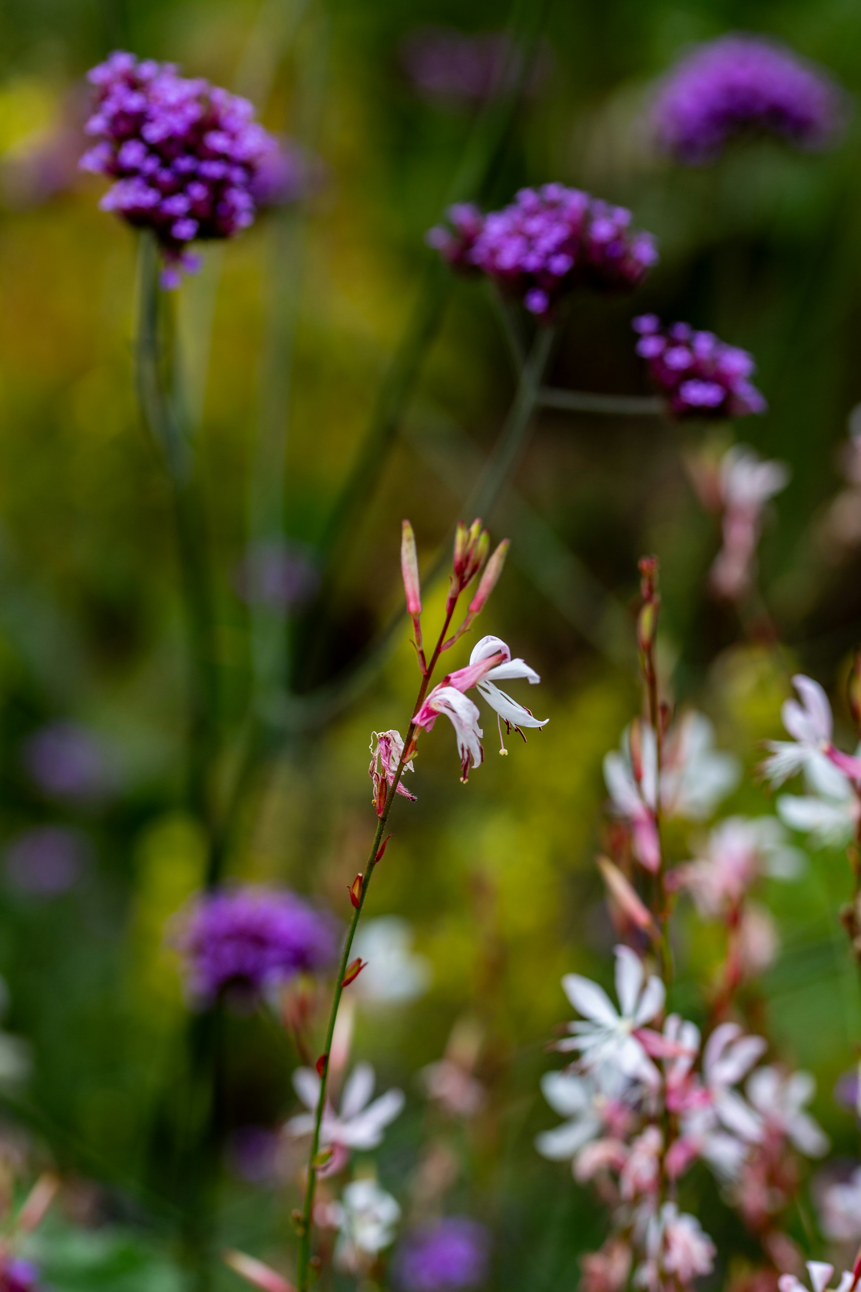 Photo by Bernd 📷 Dittrich with Canon EOS 6D