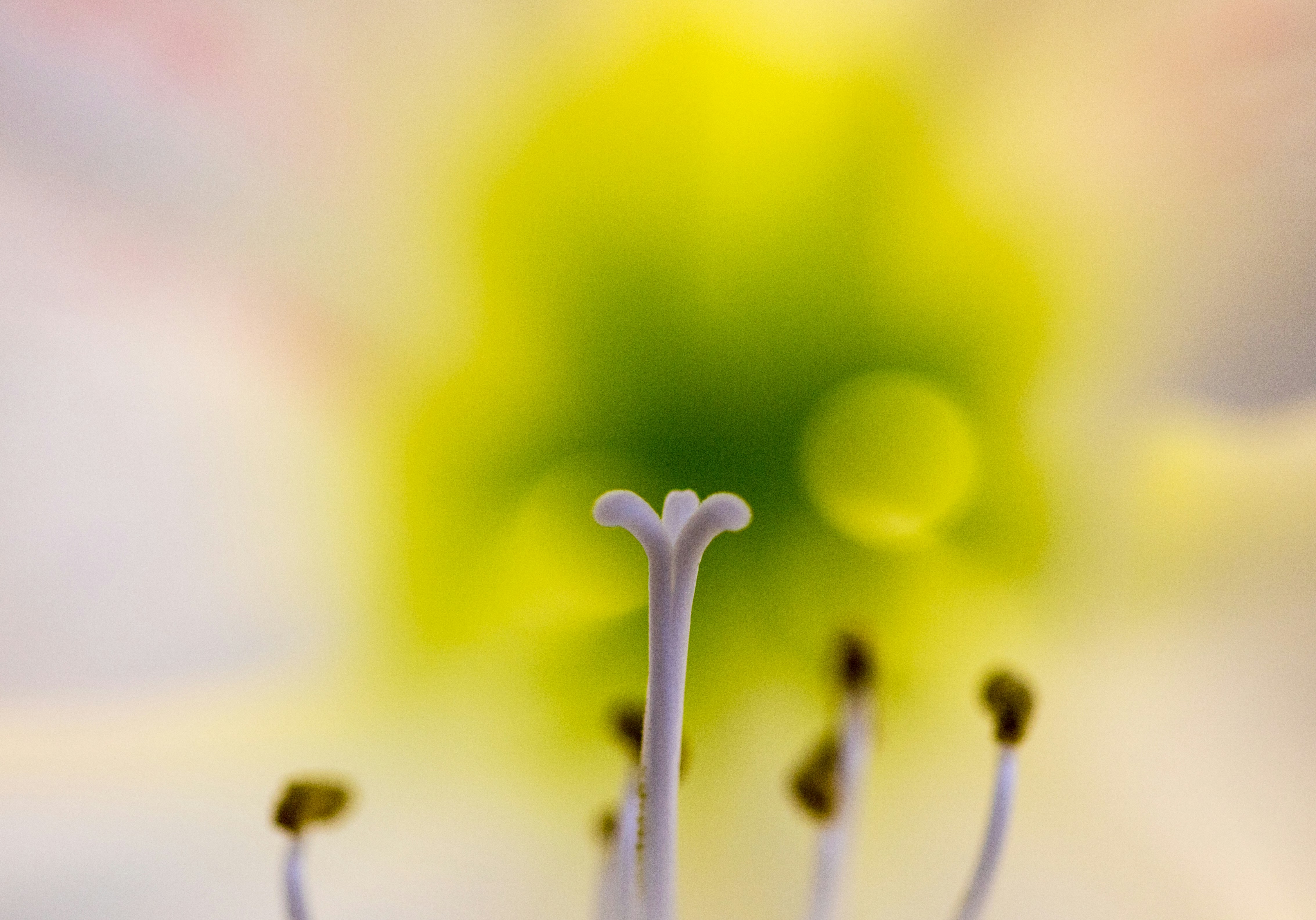 Blooming Macro: Iris Center in a Dreamy Blur