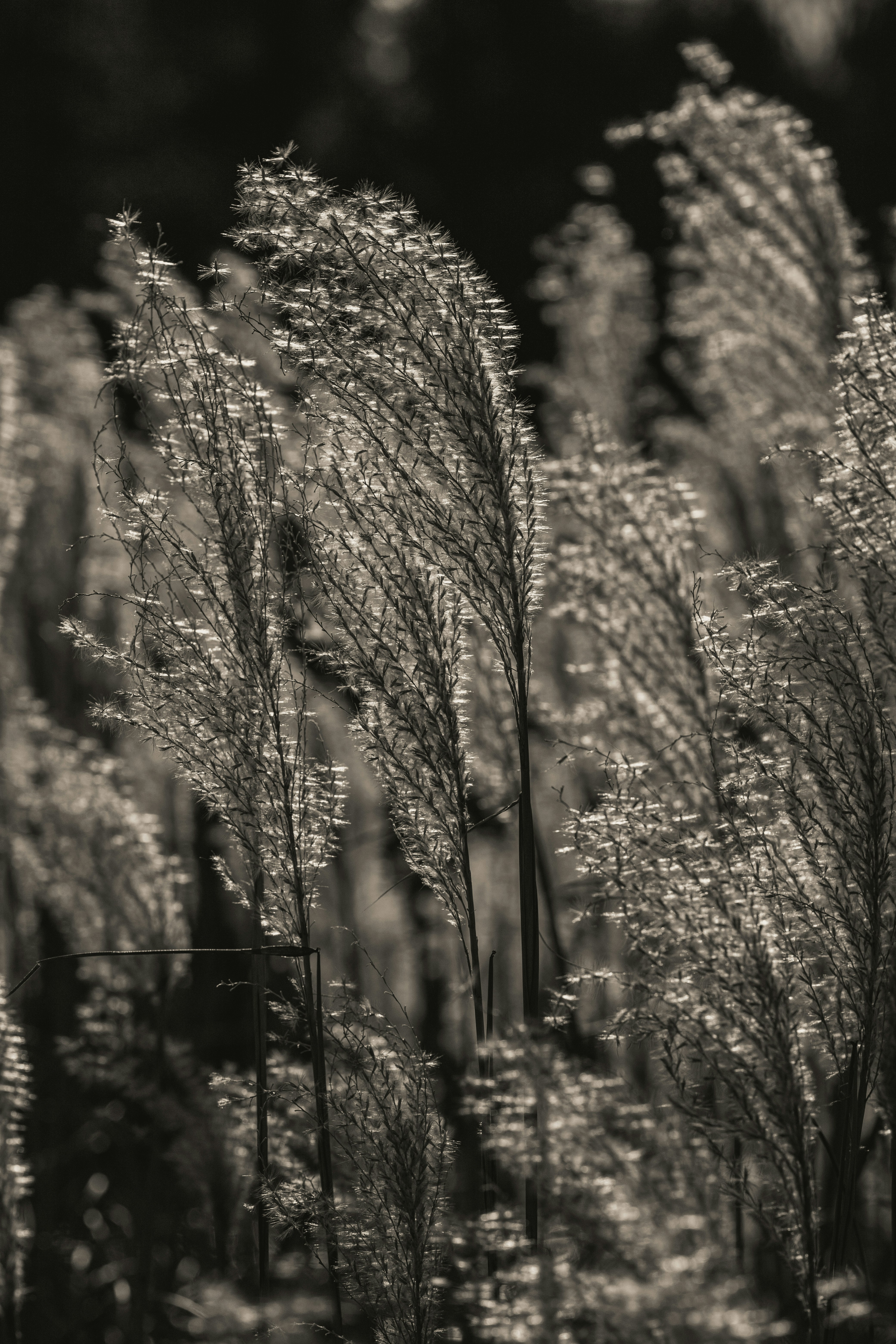 Backlit Reeds in Sepia Quietude